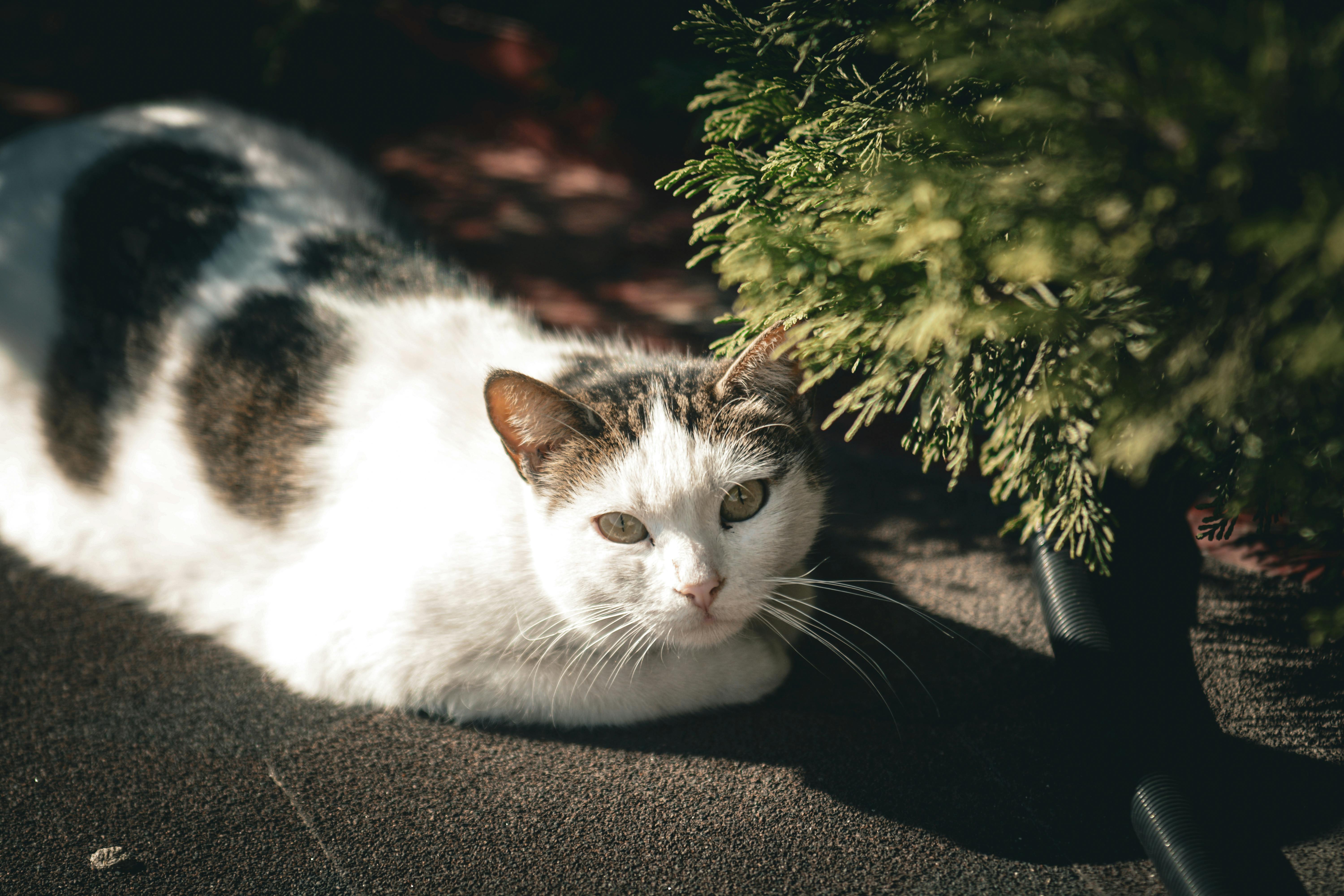 cat · Free Stock Photo
