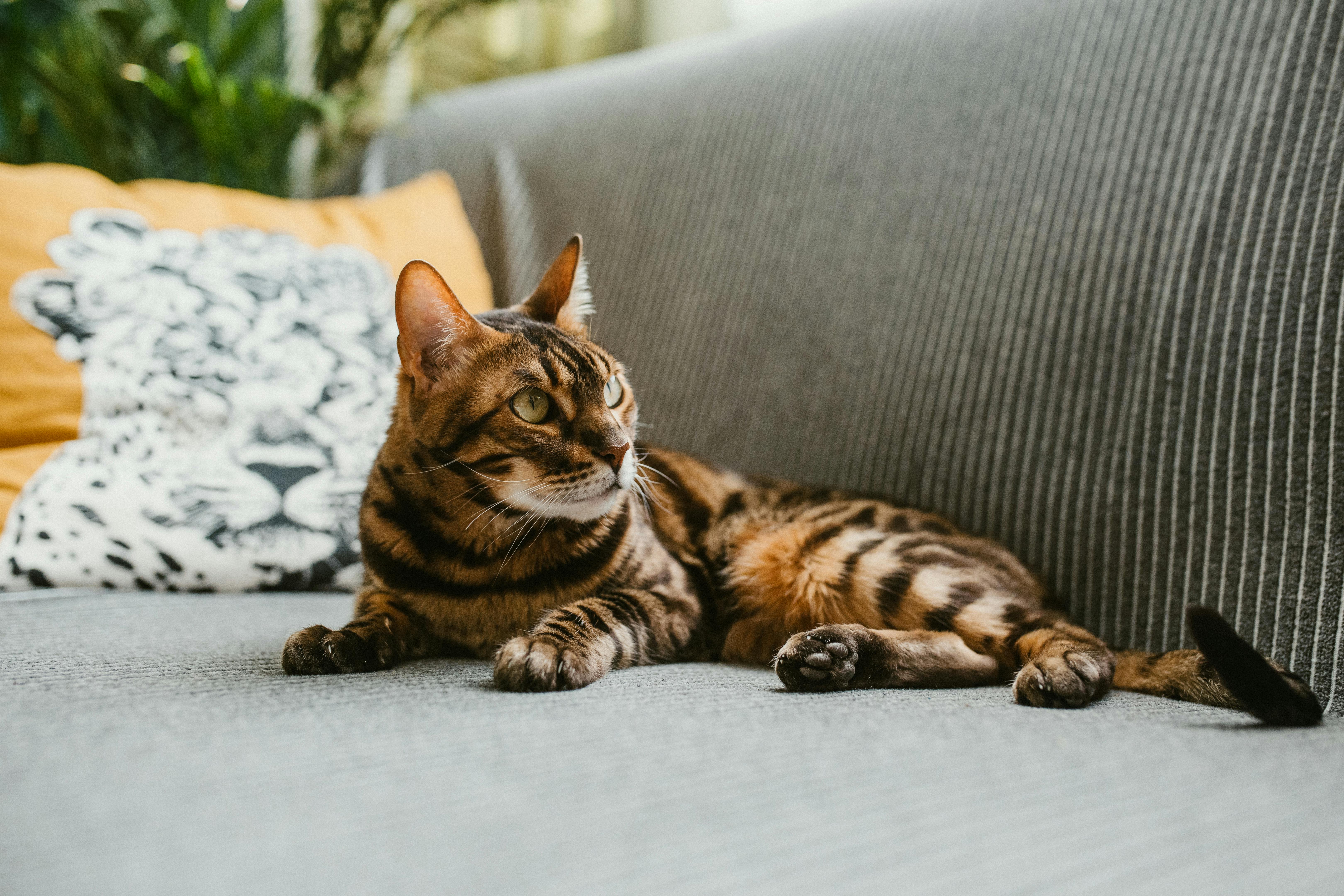 Cat on Couch · Free Stock Photo