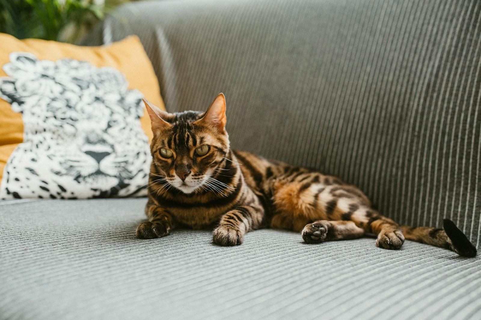 Meme Cat Wallpaper Photos, Download The BEST Free Meme Cat Wallpaper ...