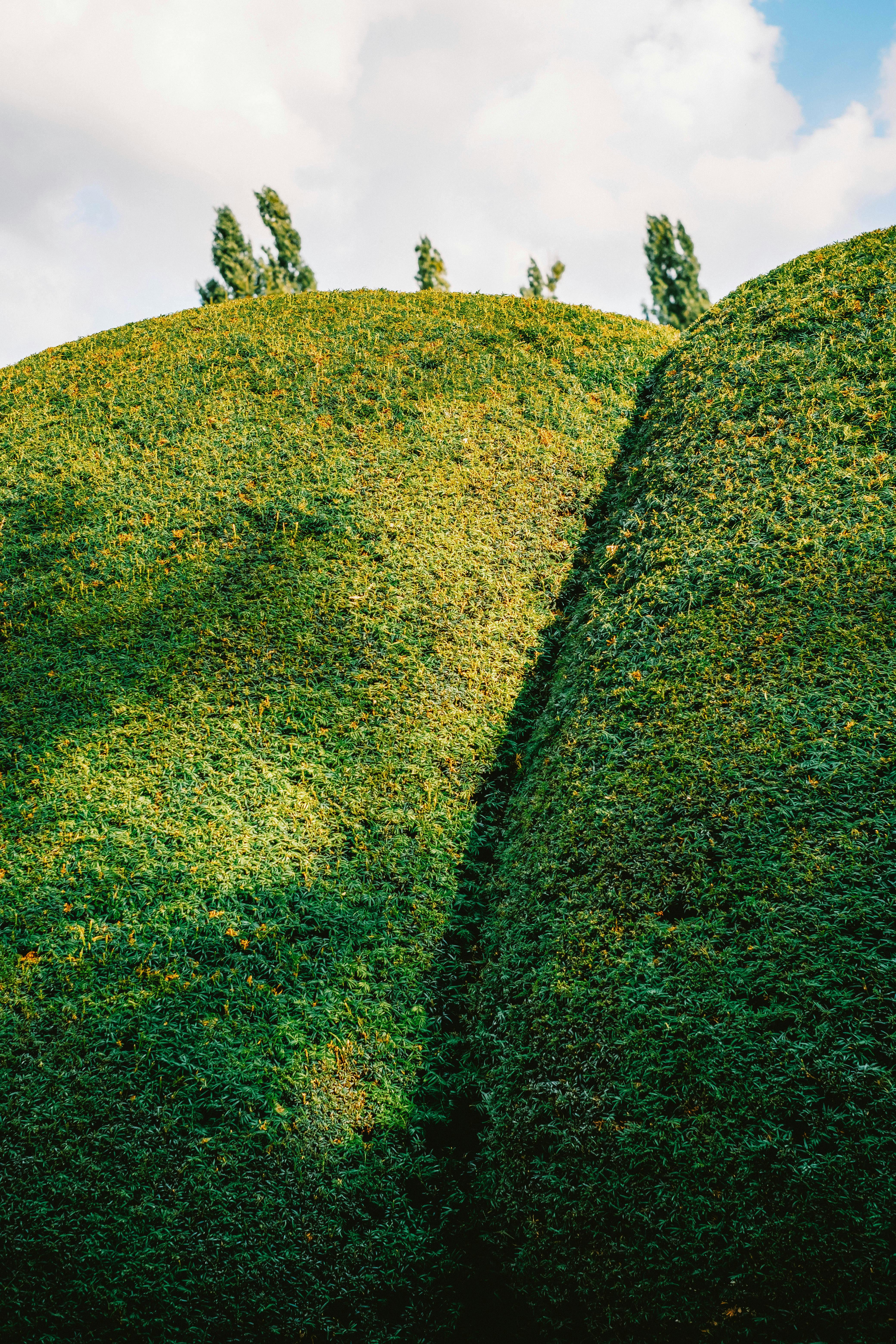 Cassava Growing Photos, Download The BEST Free Cassava Growing Stock ...