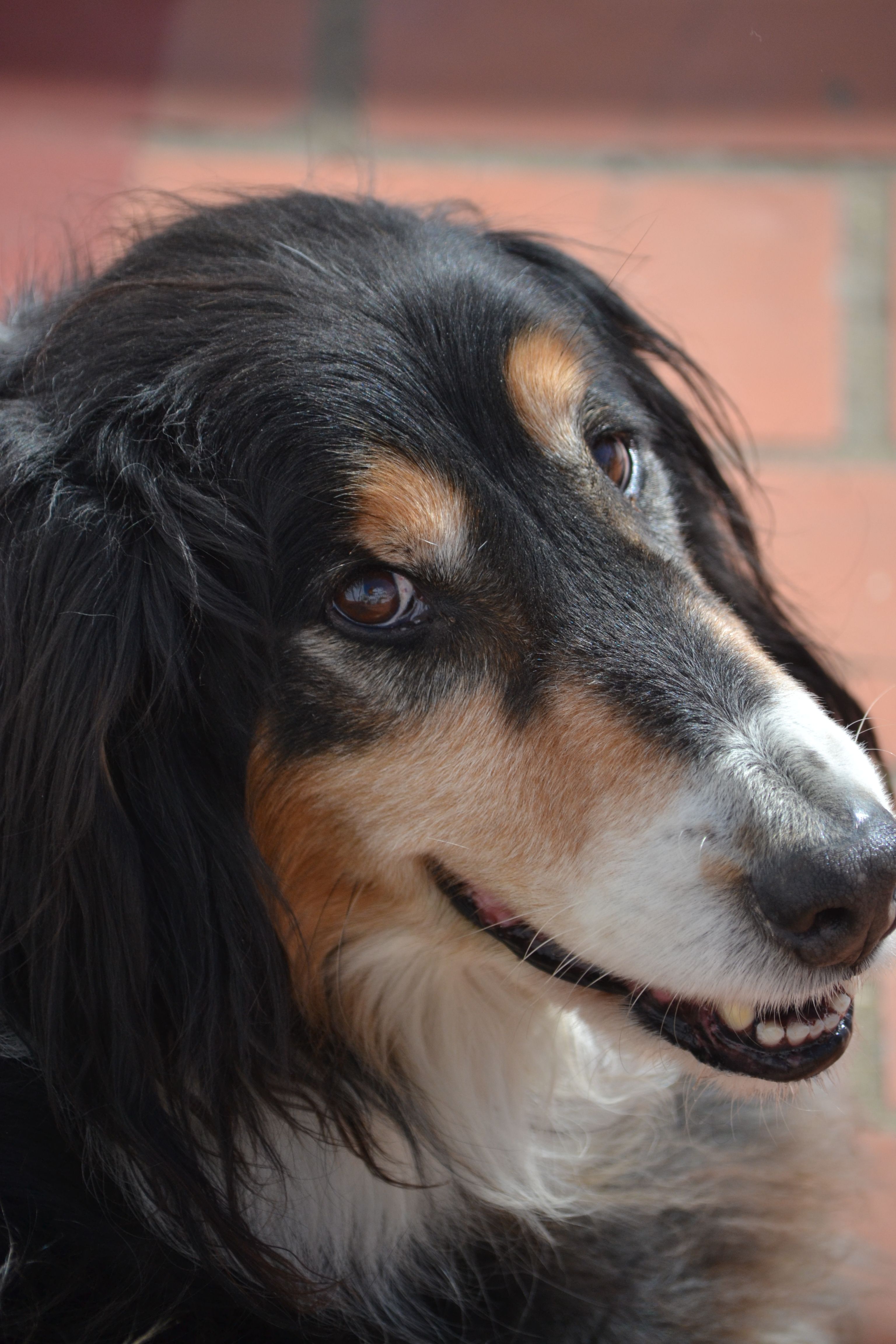 Head of Australian Shepherd Dog · Free Stock Photo