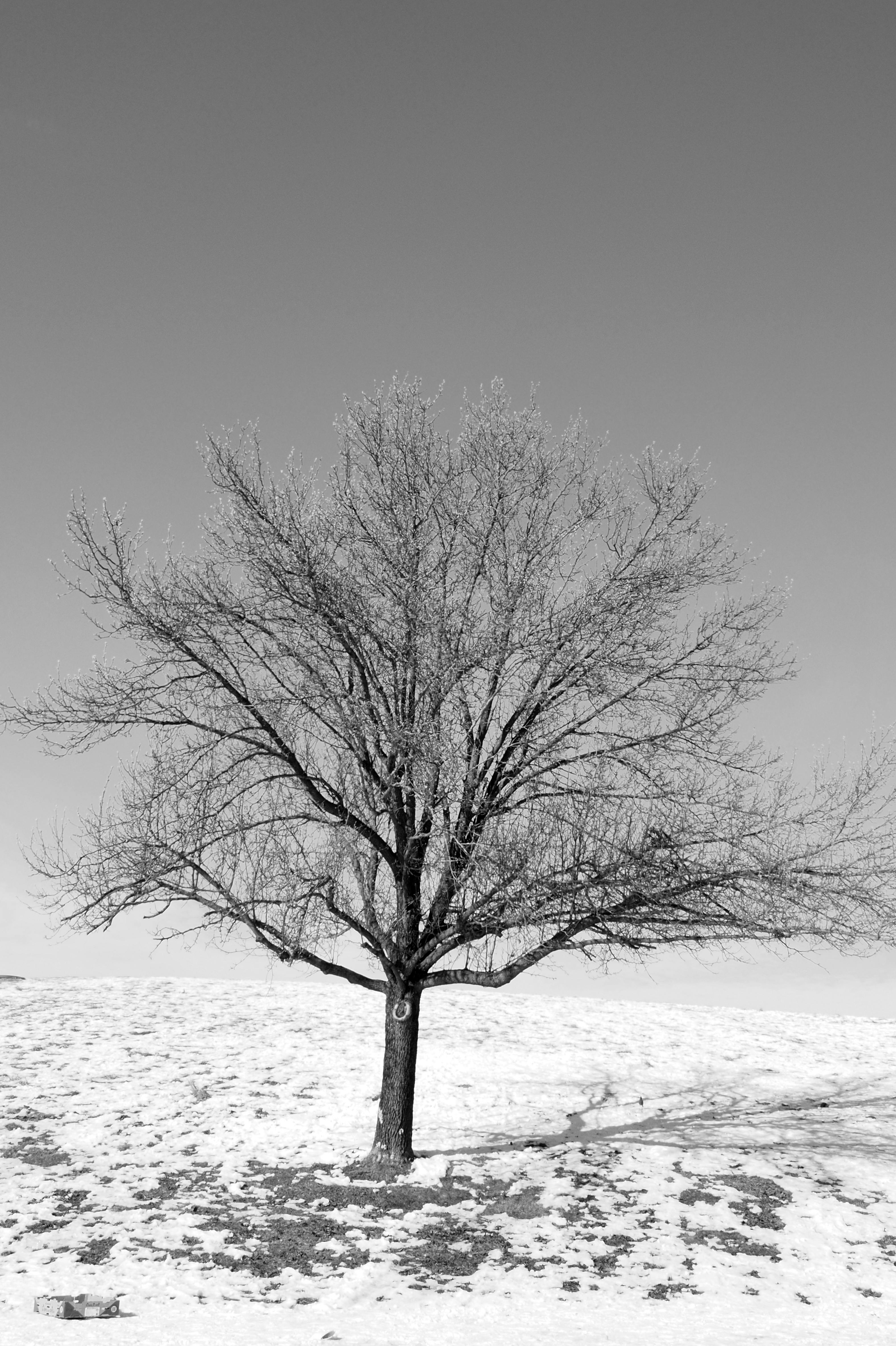 Lone Tree Growing on a Snow Covered Field · Free Stock Photo