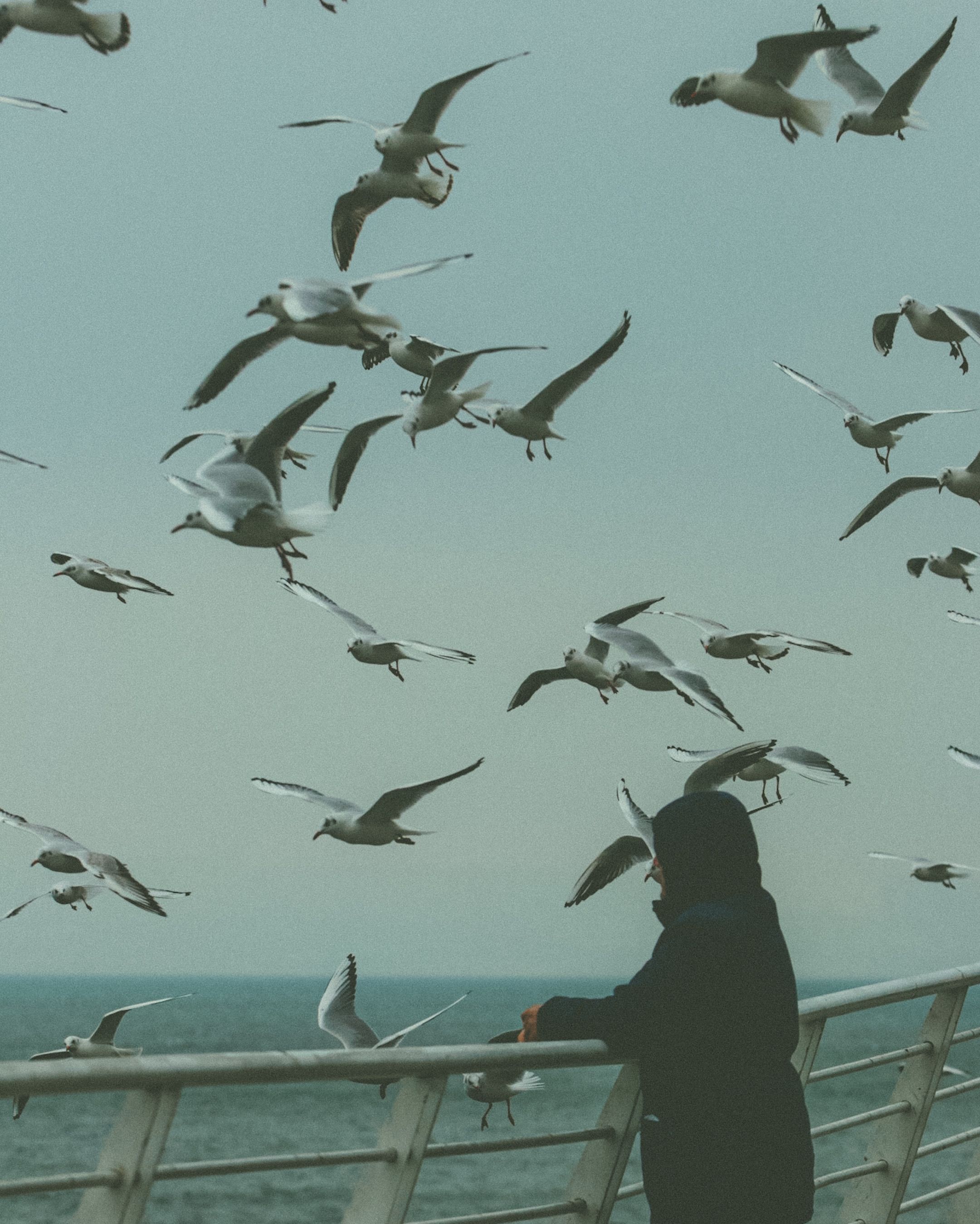 A person standing on a pier looking at birds flying · Free Stock Photo