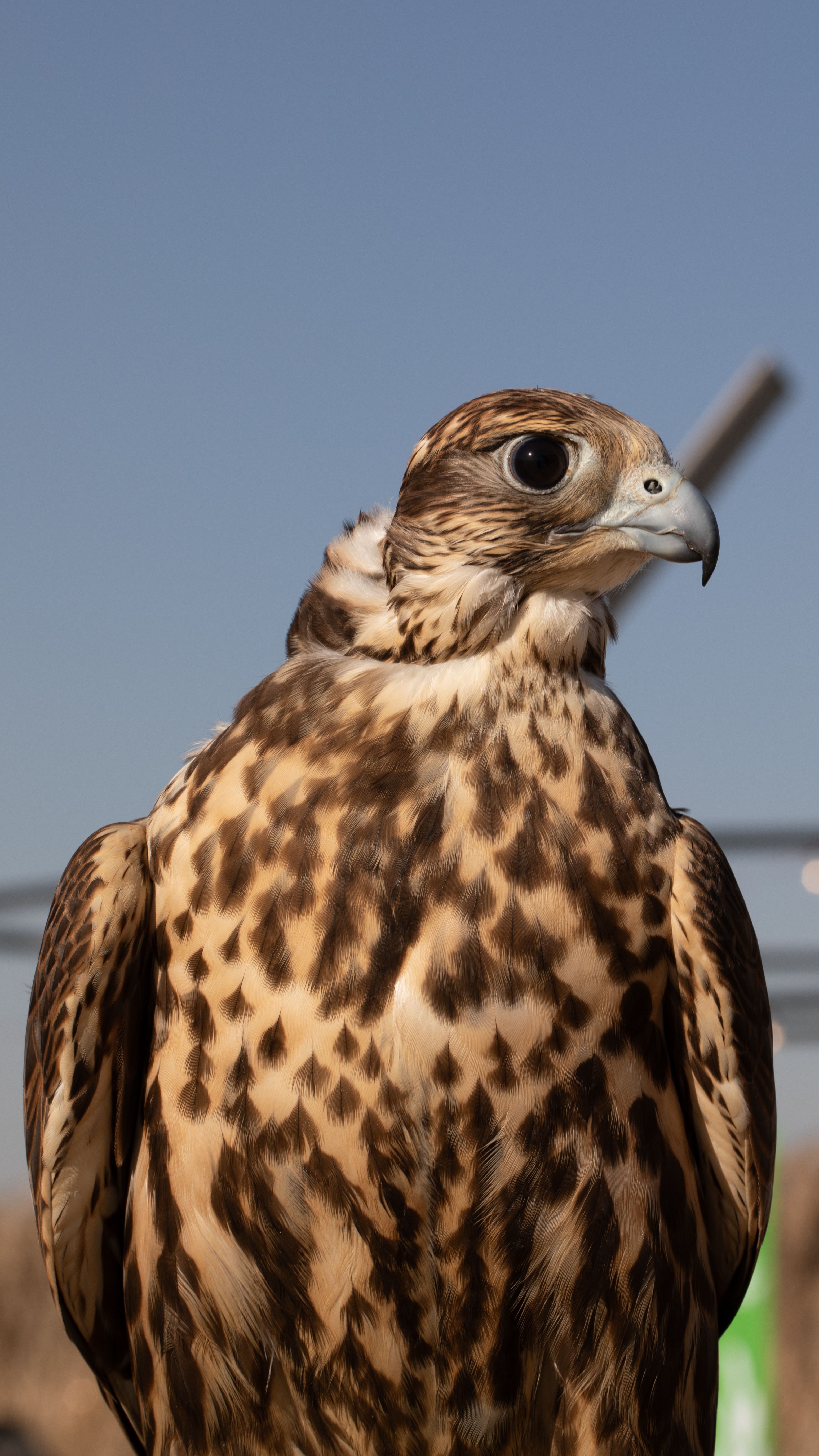 Portrait of Falcon · Free Stock Photo