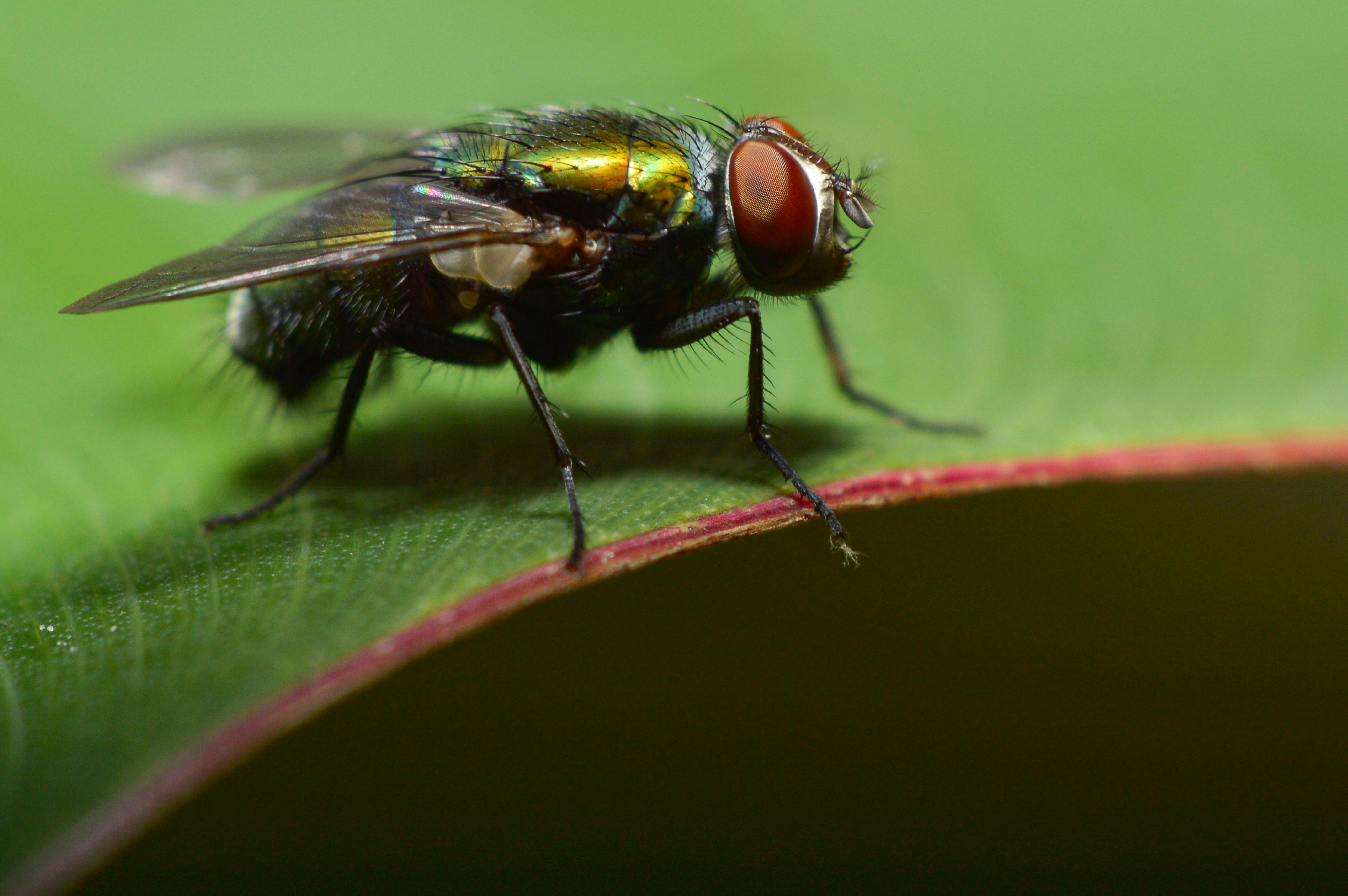 Fly on Leaf · Free Stock Photo