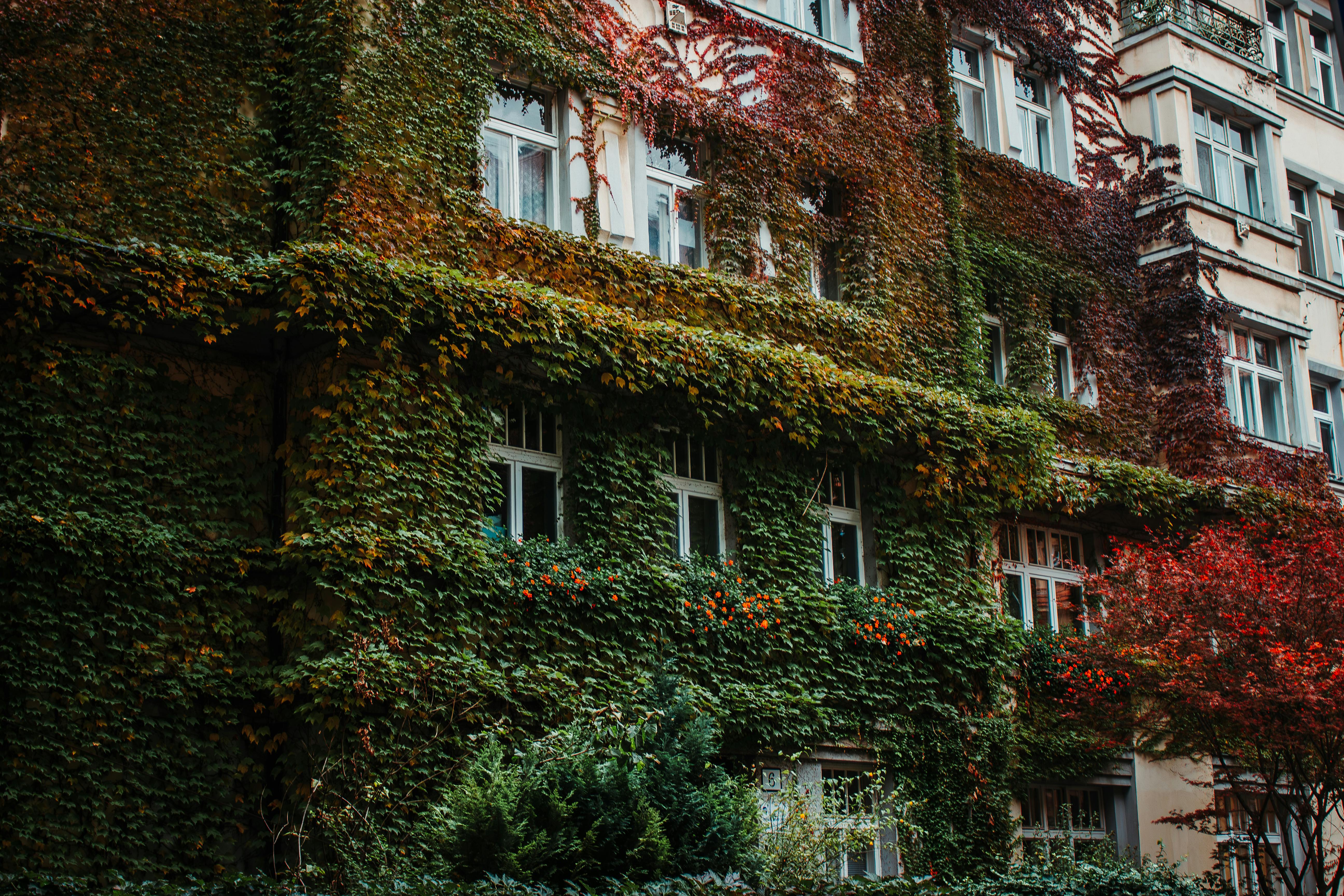 Abundance of Ivy on Building Wall · Free Stock Photo