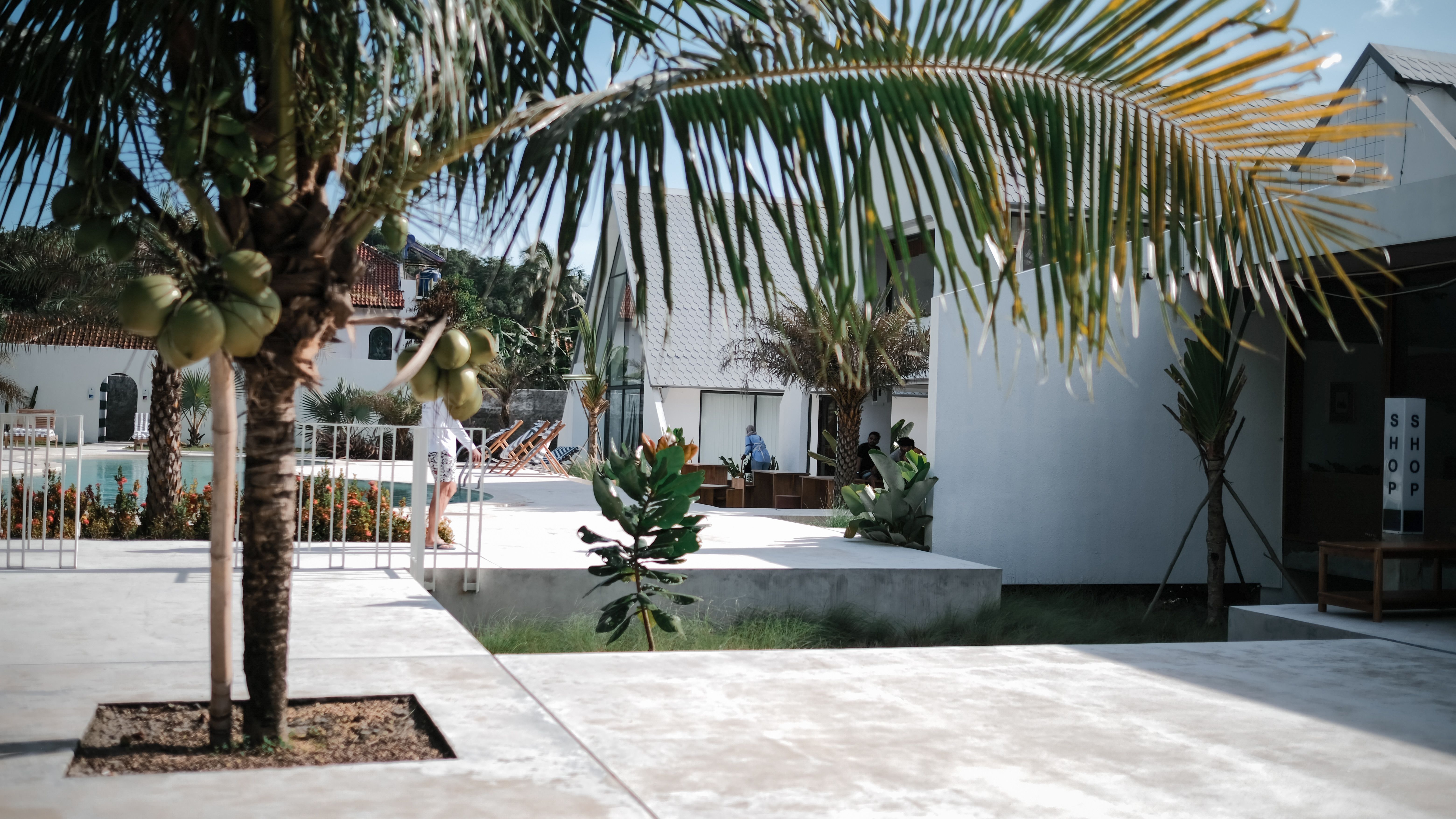 Palm Tree on House Terrace · Free Stock Photo