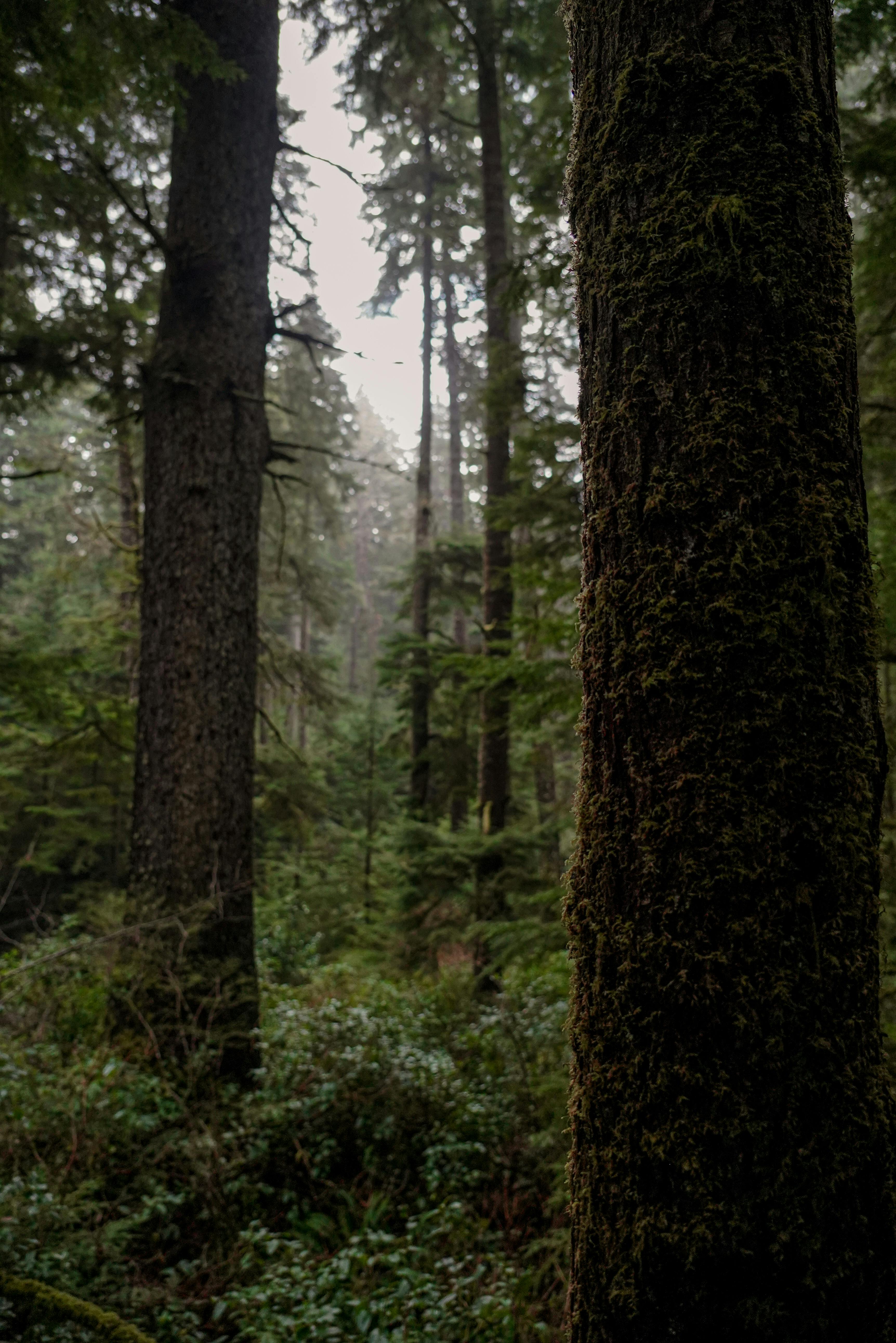 Deep, Evergreen Forest · Free Stock Photo