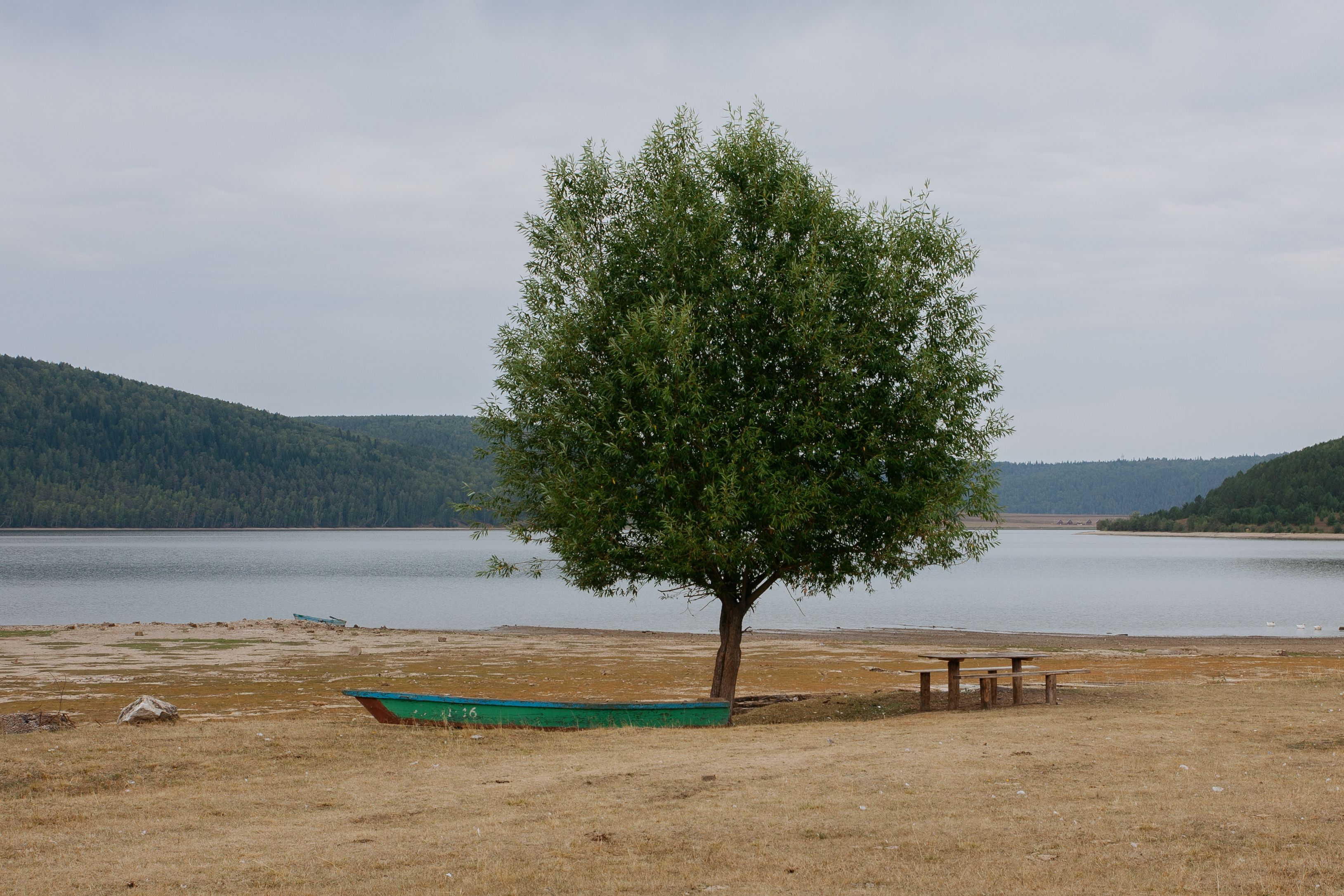 Boat and Single Tree near Lake · Free Stock Photo