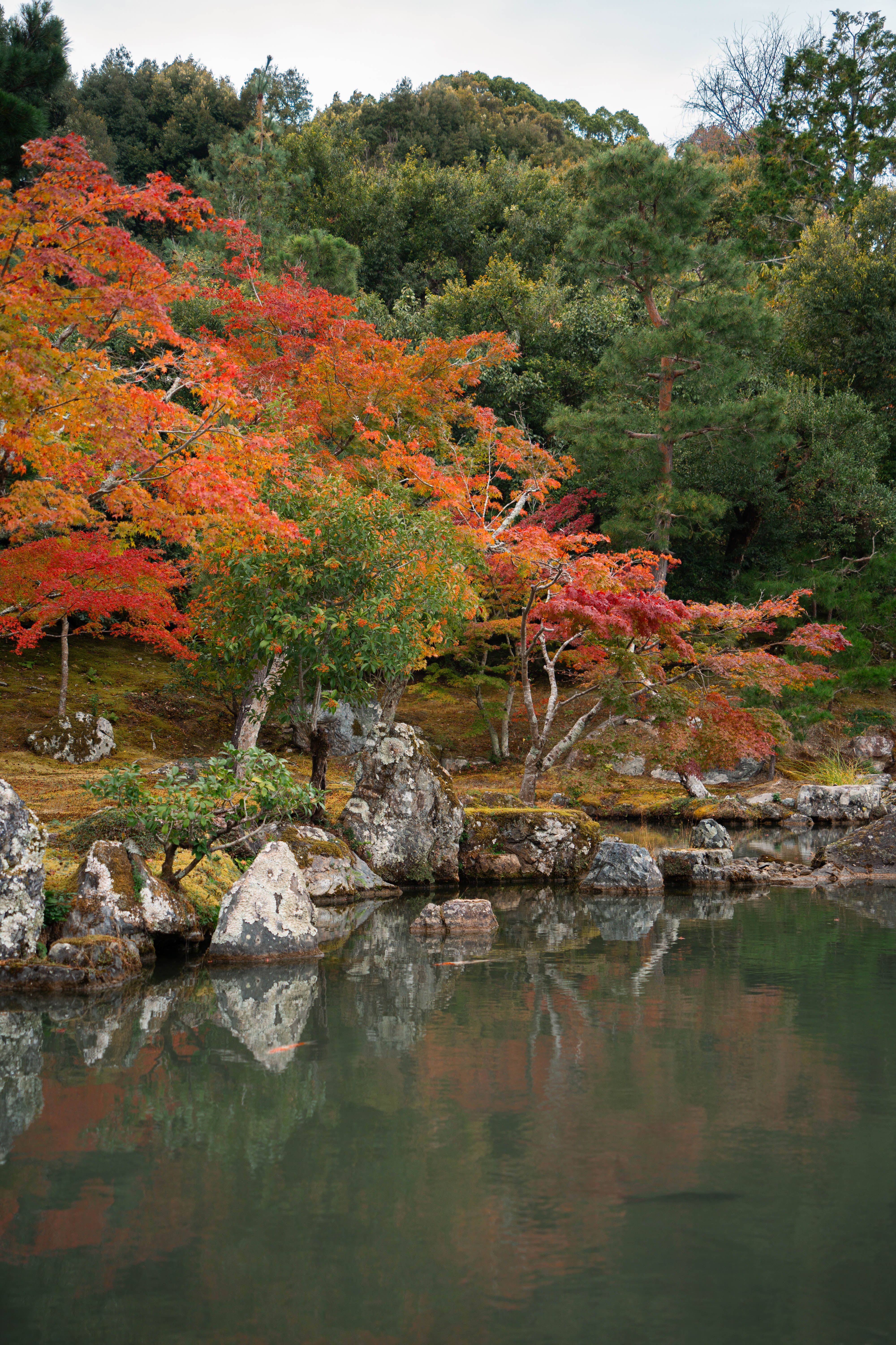 Colorful Trees on Lakeshore in Autumn · Free Stock Photo