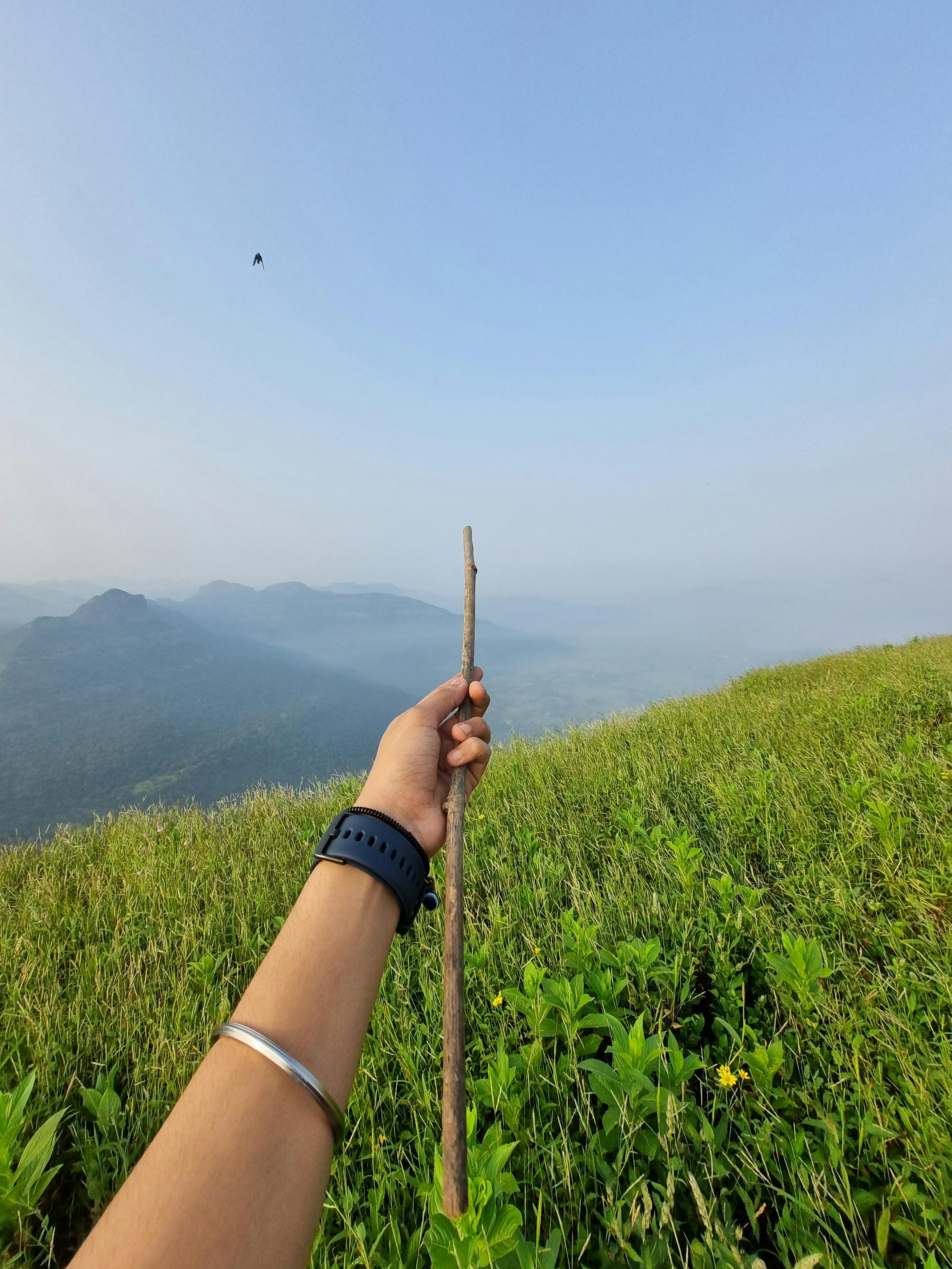 Hand Holding Stick · Free Stock Photo