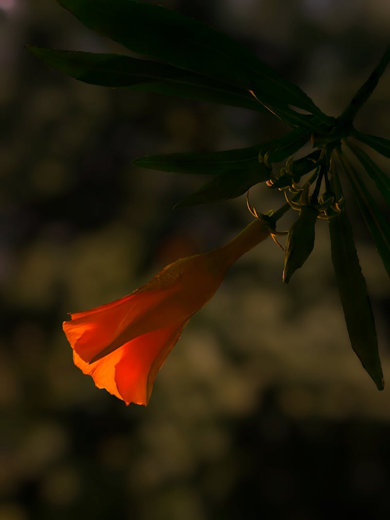 Clitoris Flower Photos, Download The BEST Free Clitoris Flower Stock ...