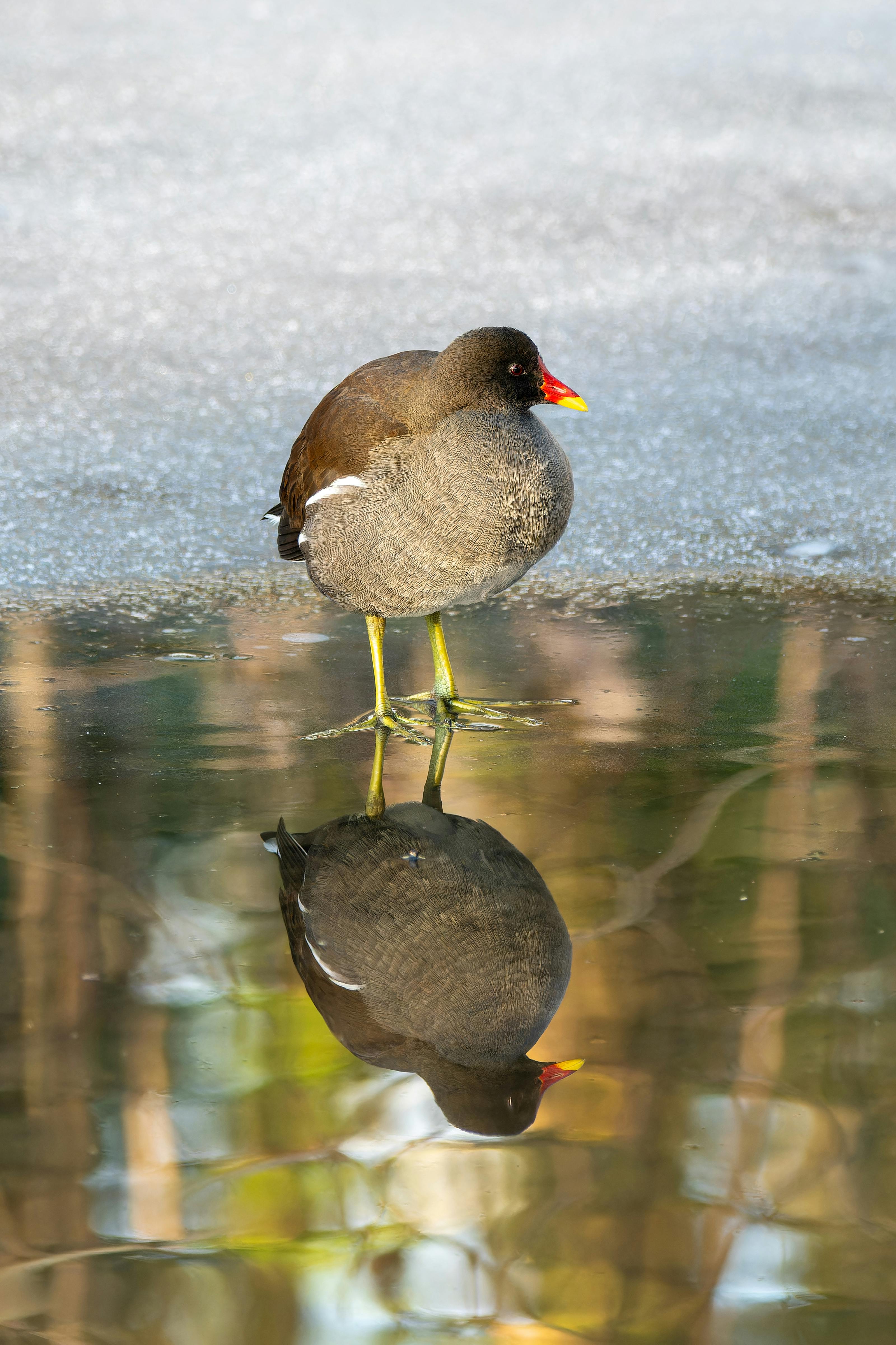 Common Moorhen Bird · Free Stock Photo