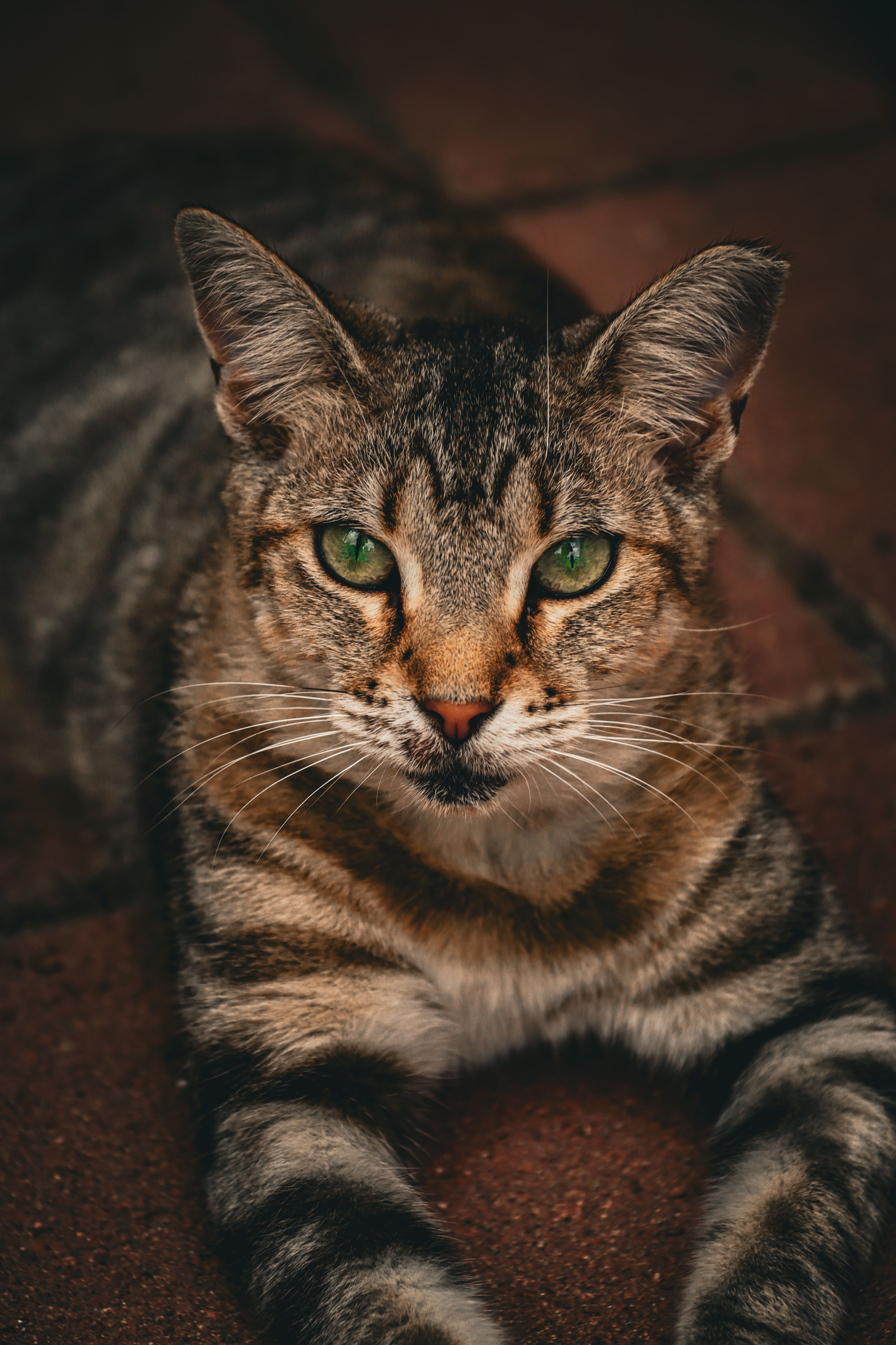 Saved Cat Photos, Download The BEST Free Saved Cat Stock Photos & HD Images