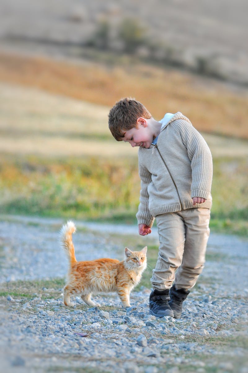 Smiling Cat Wallpaper Photos, Download The BEST Free Smiling Cat ...