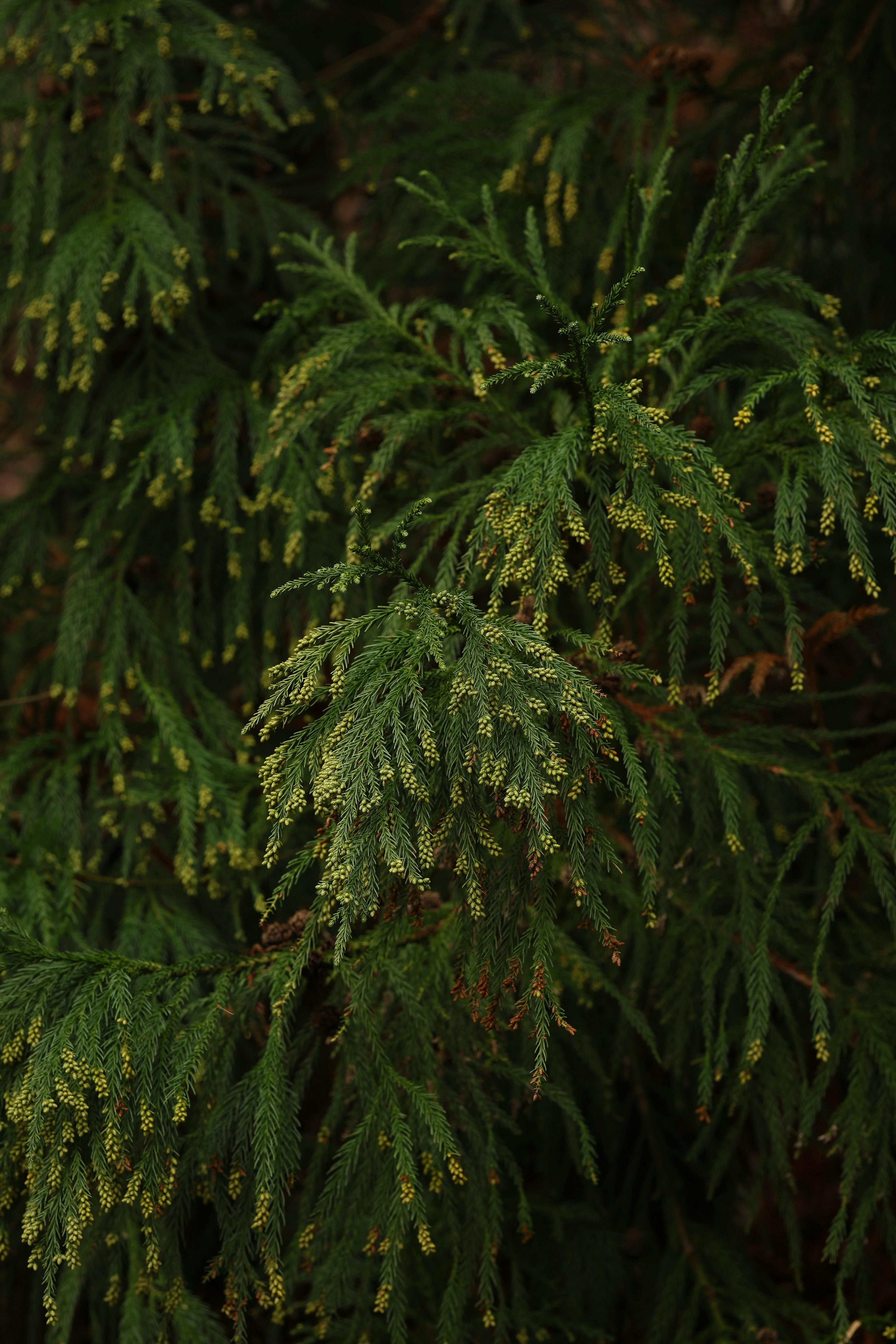 Close up of Needles of Evergreen Tree · Free Stock Photo