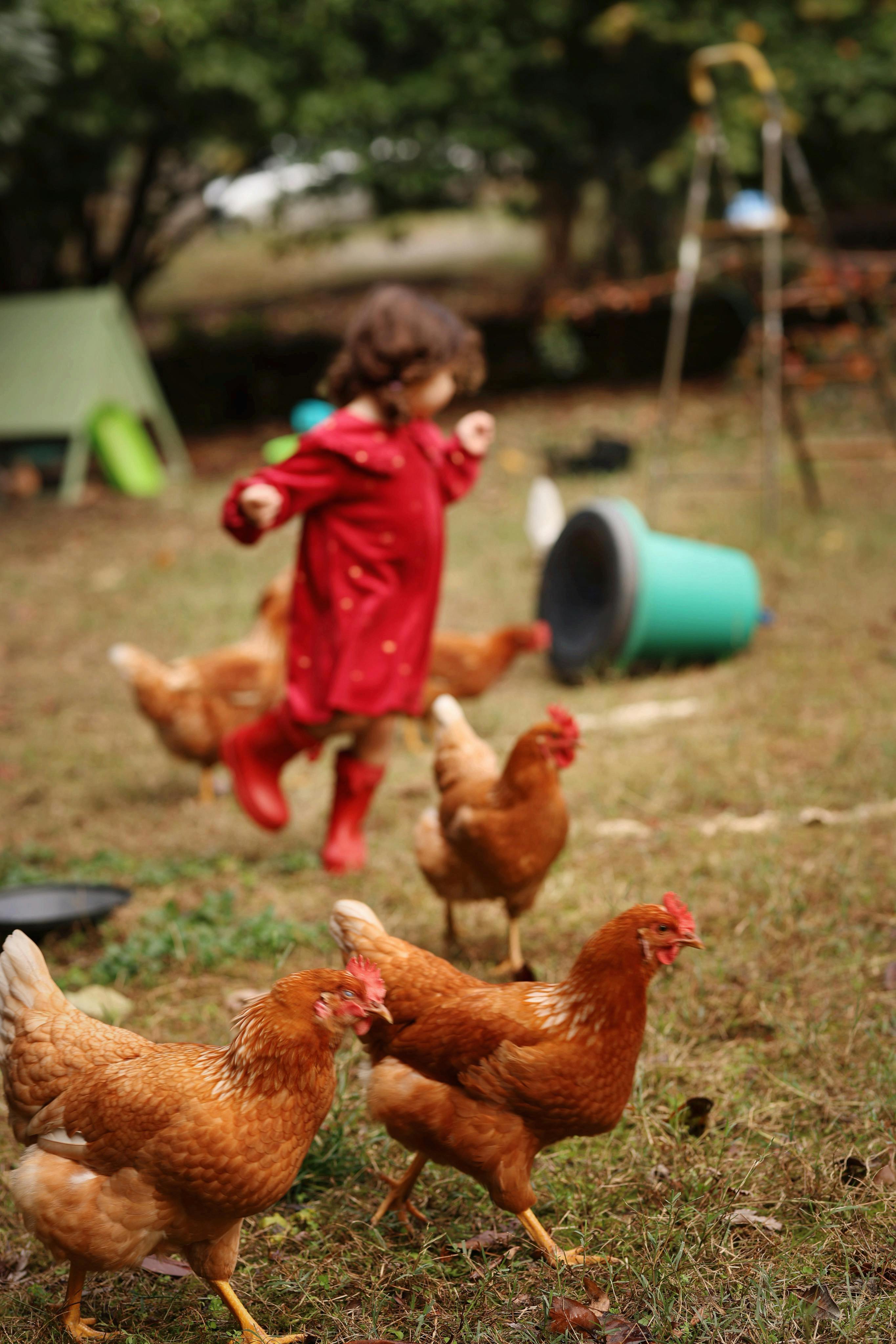 Hens and Child Running behind · Free Stock Photo