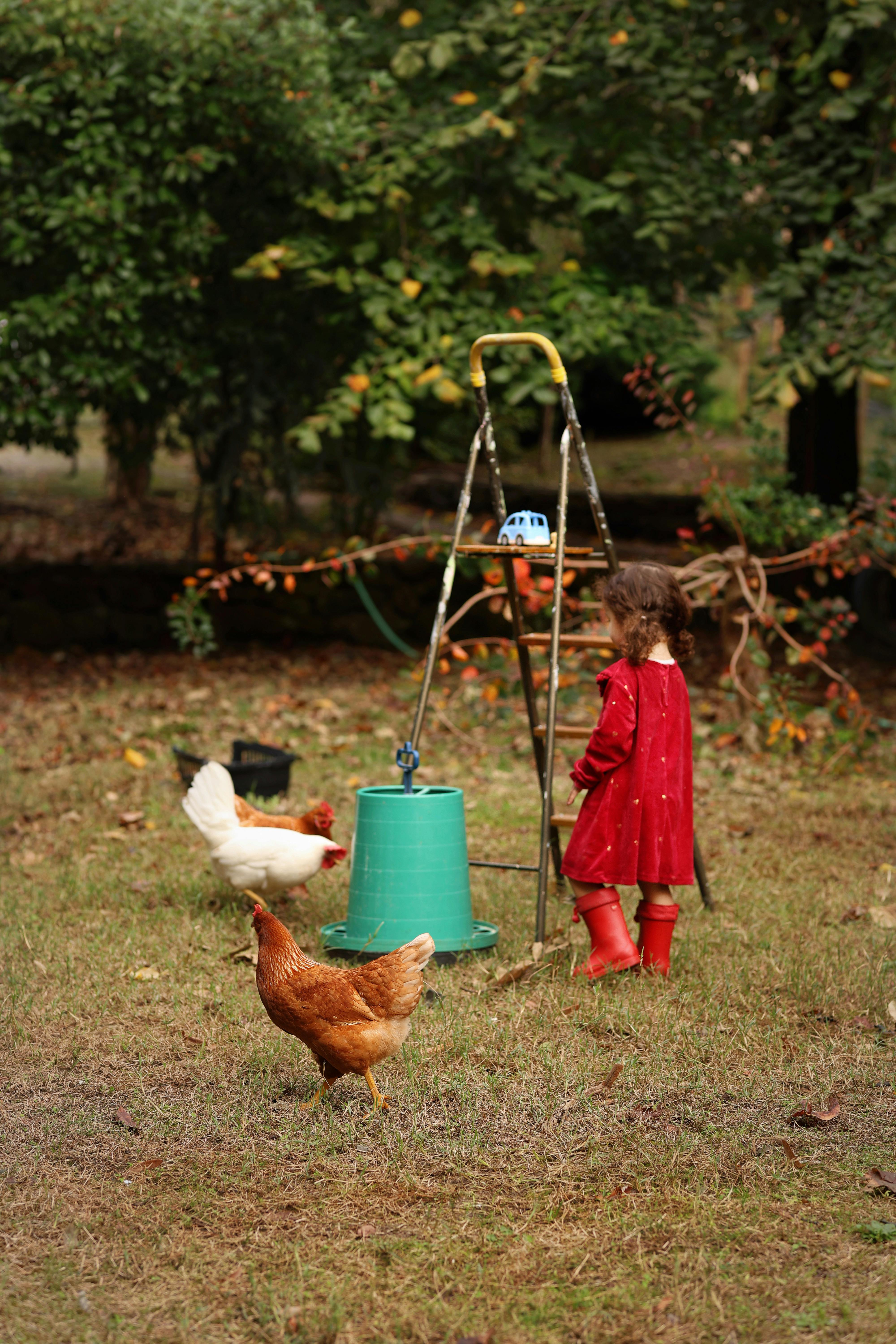 Girl with Hens and Ladder · Free Stock Photo