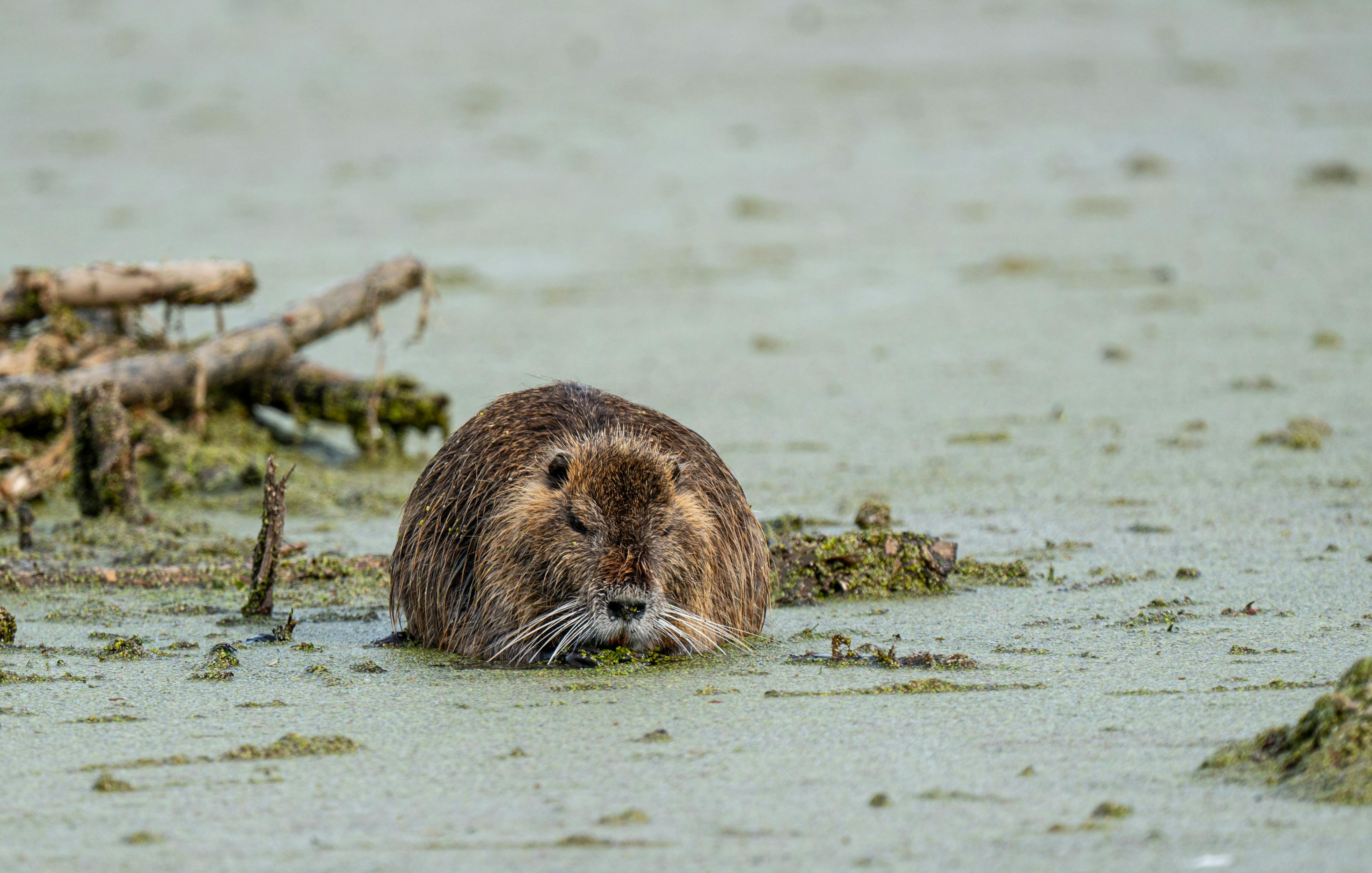 Nutria Lying in Swampy Green Water · Free Stock Photo
