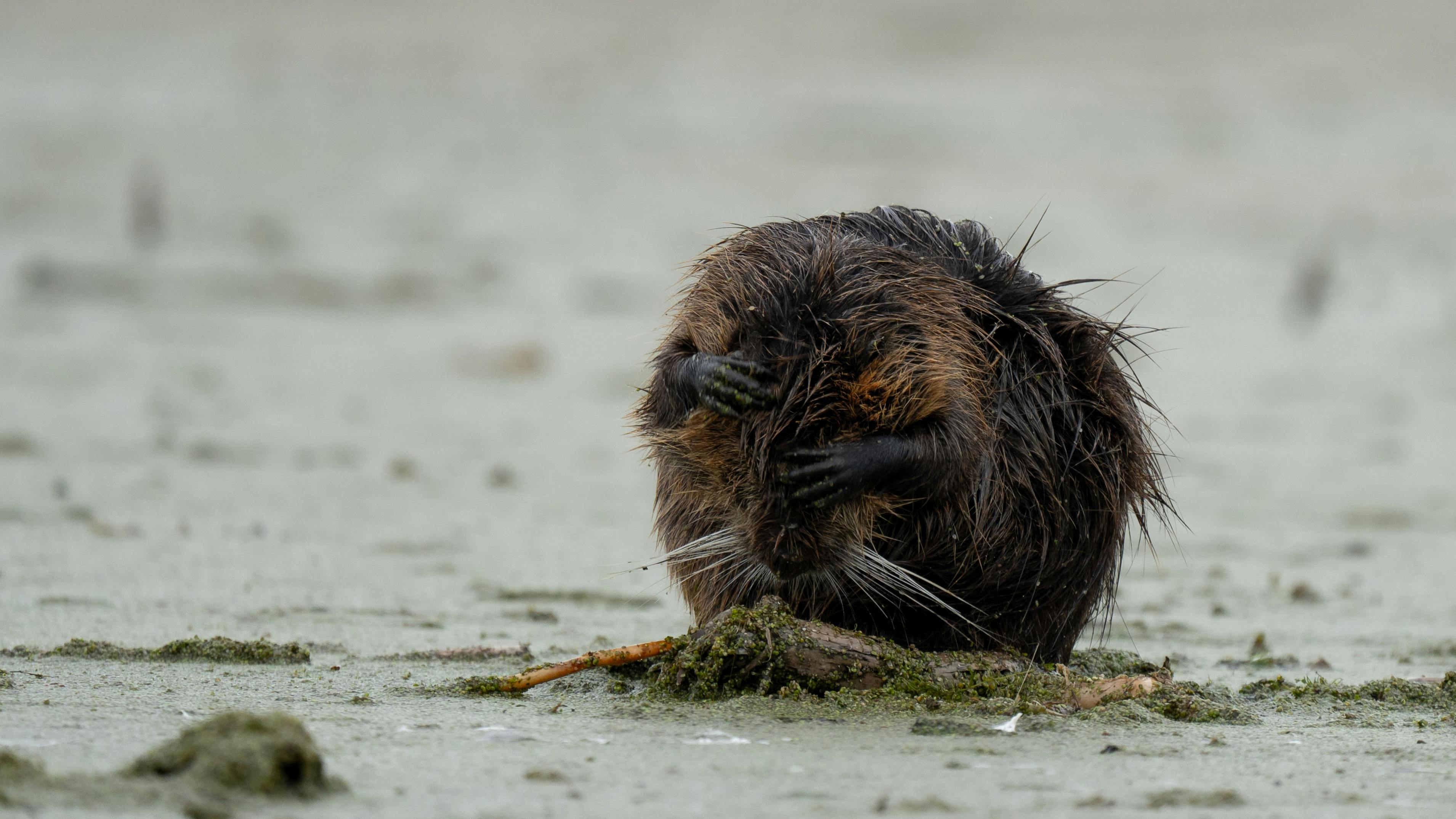 Washing With Water Photos, Download The BEST Free Washing With Water ...