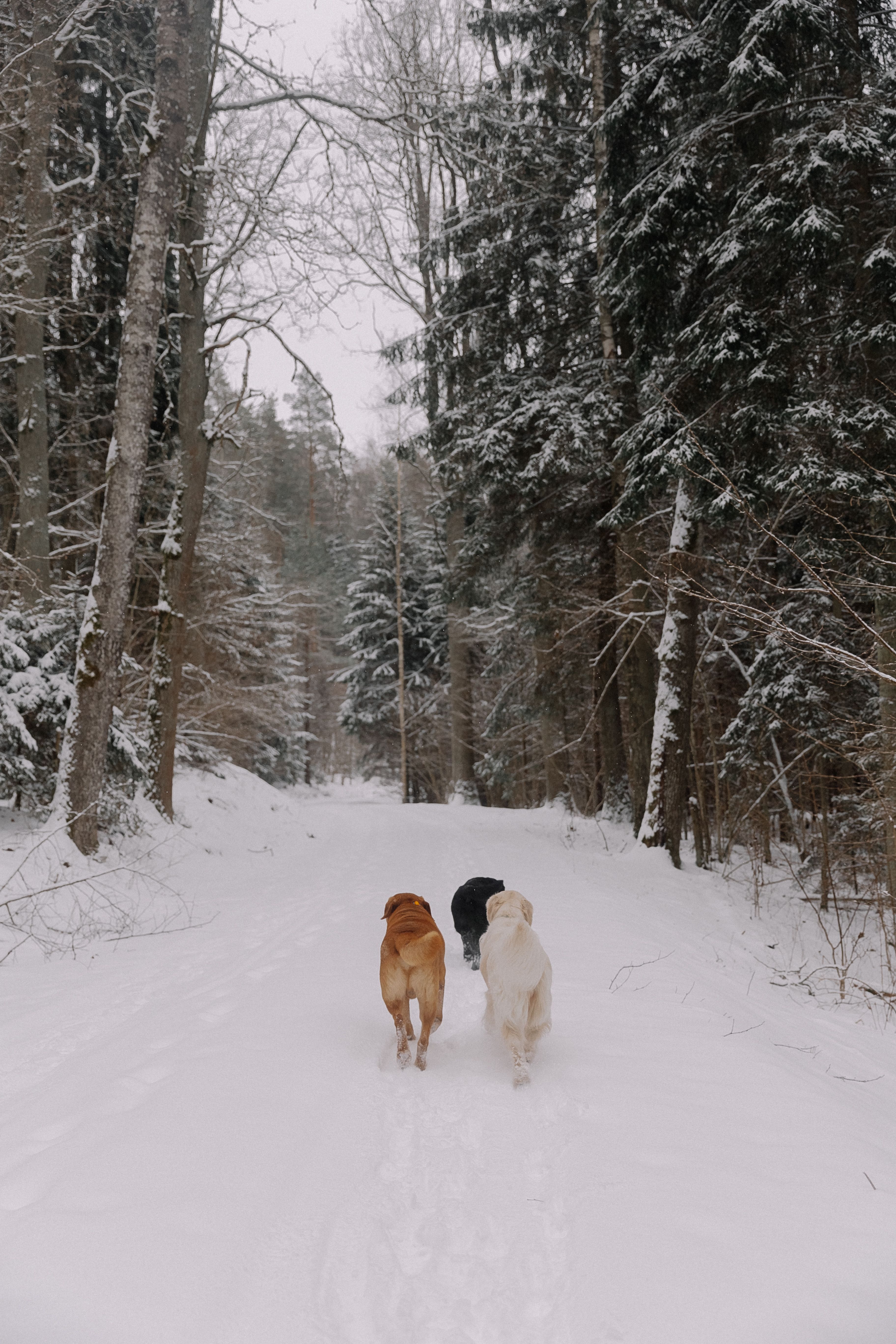 Dogs Walking on a Snow Covered Forest Road · Free Stock Photo