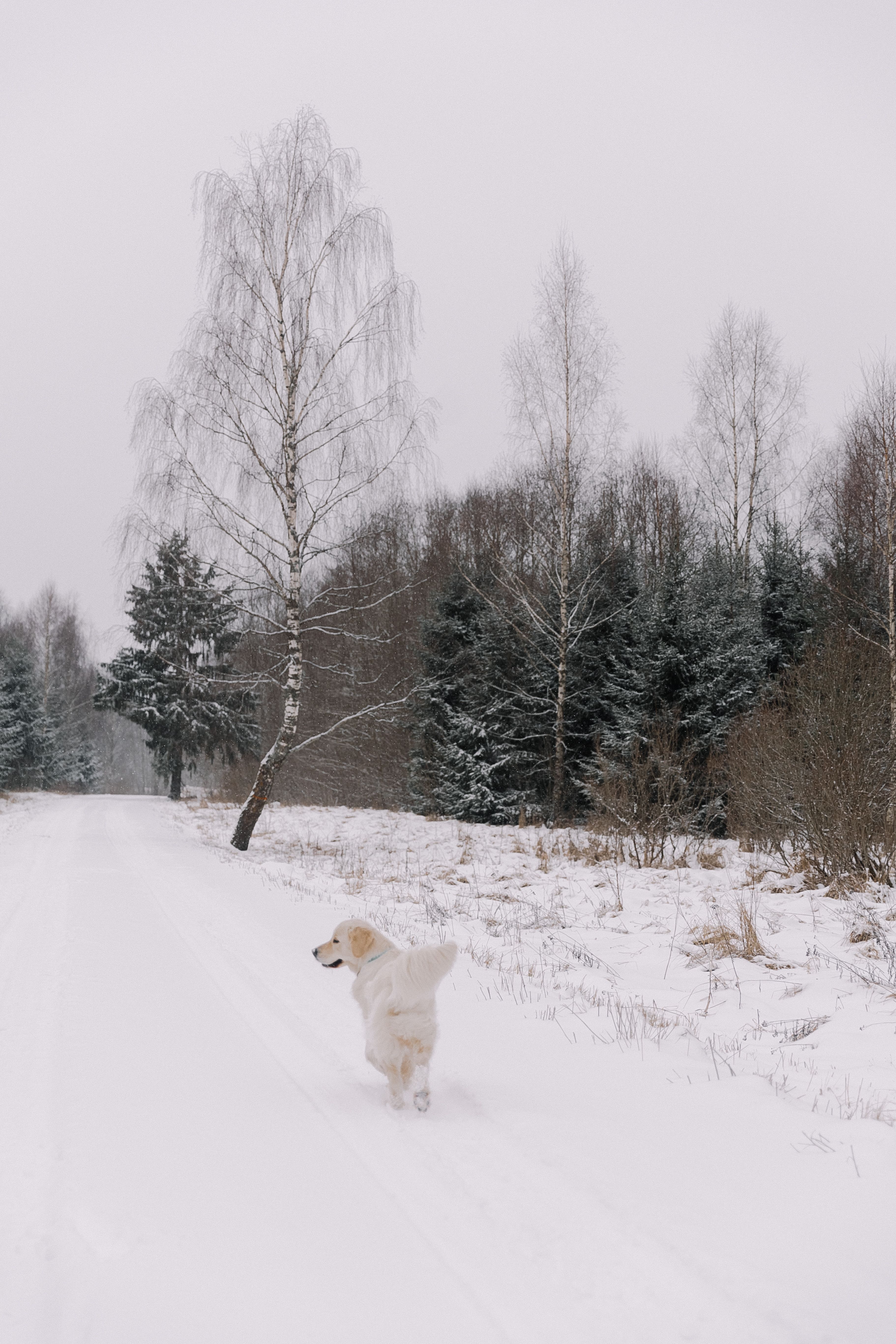 White Dog Running on a Snow Covered Road · Free Stock Photo