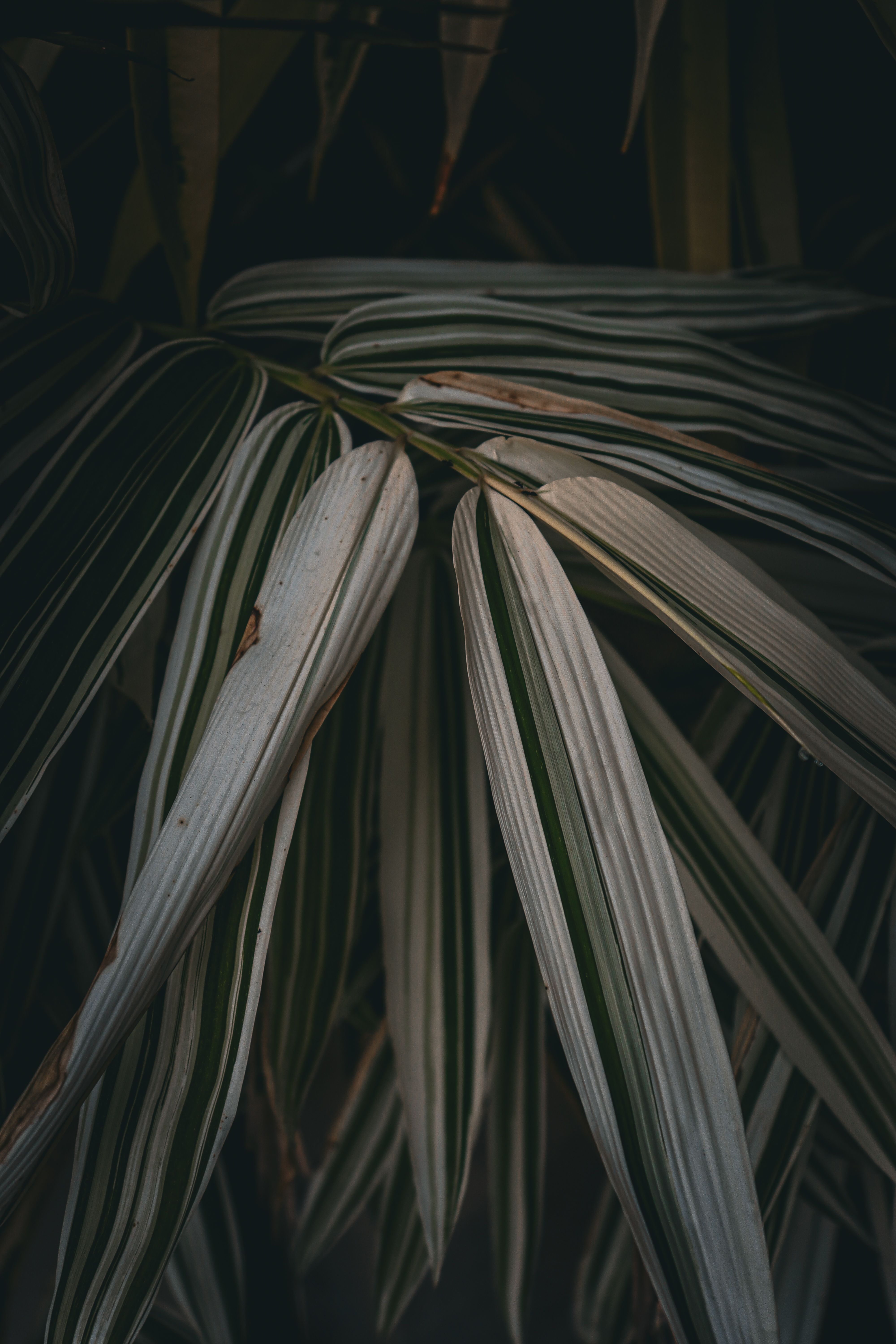 Palm Tree Branch with Slim Leaves · Free Stock Photo