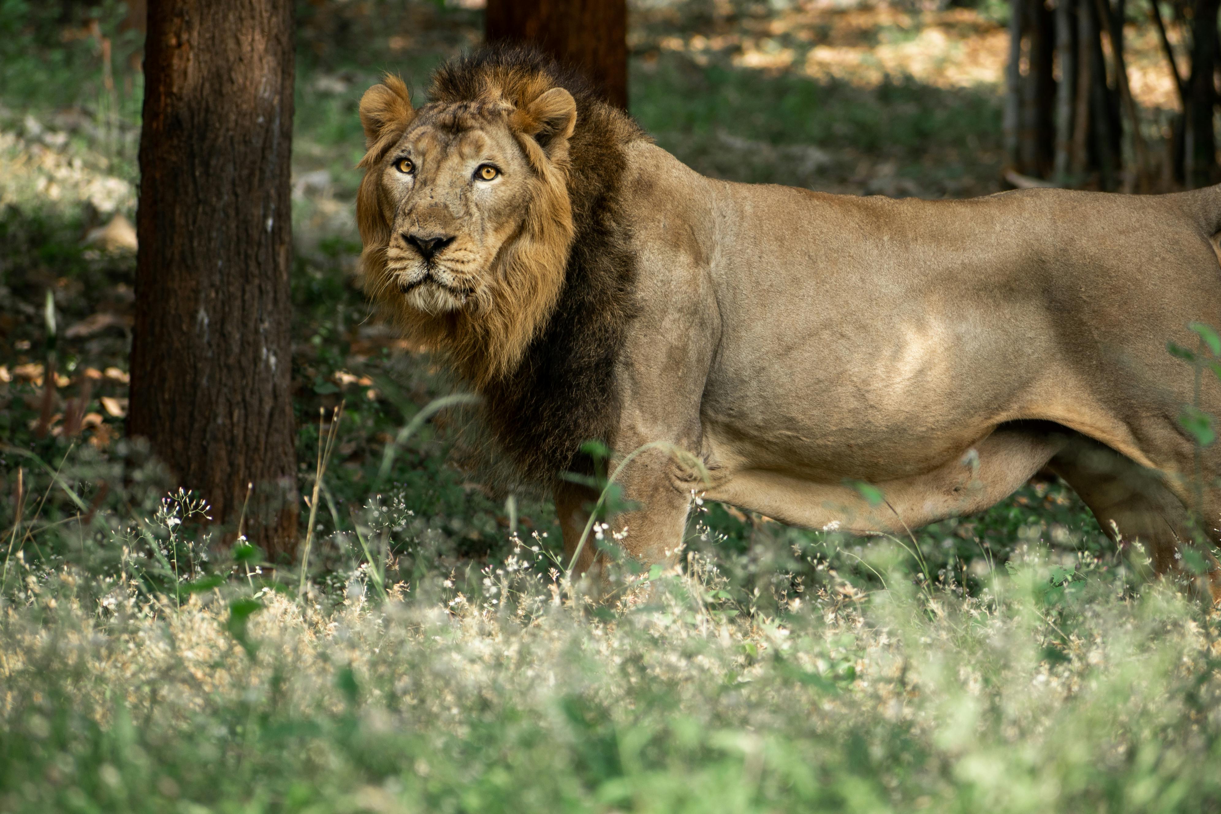 Foto de stock gratuita sobre animal, animal depredador, animal salvaje ...