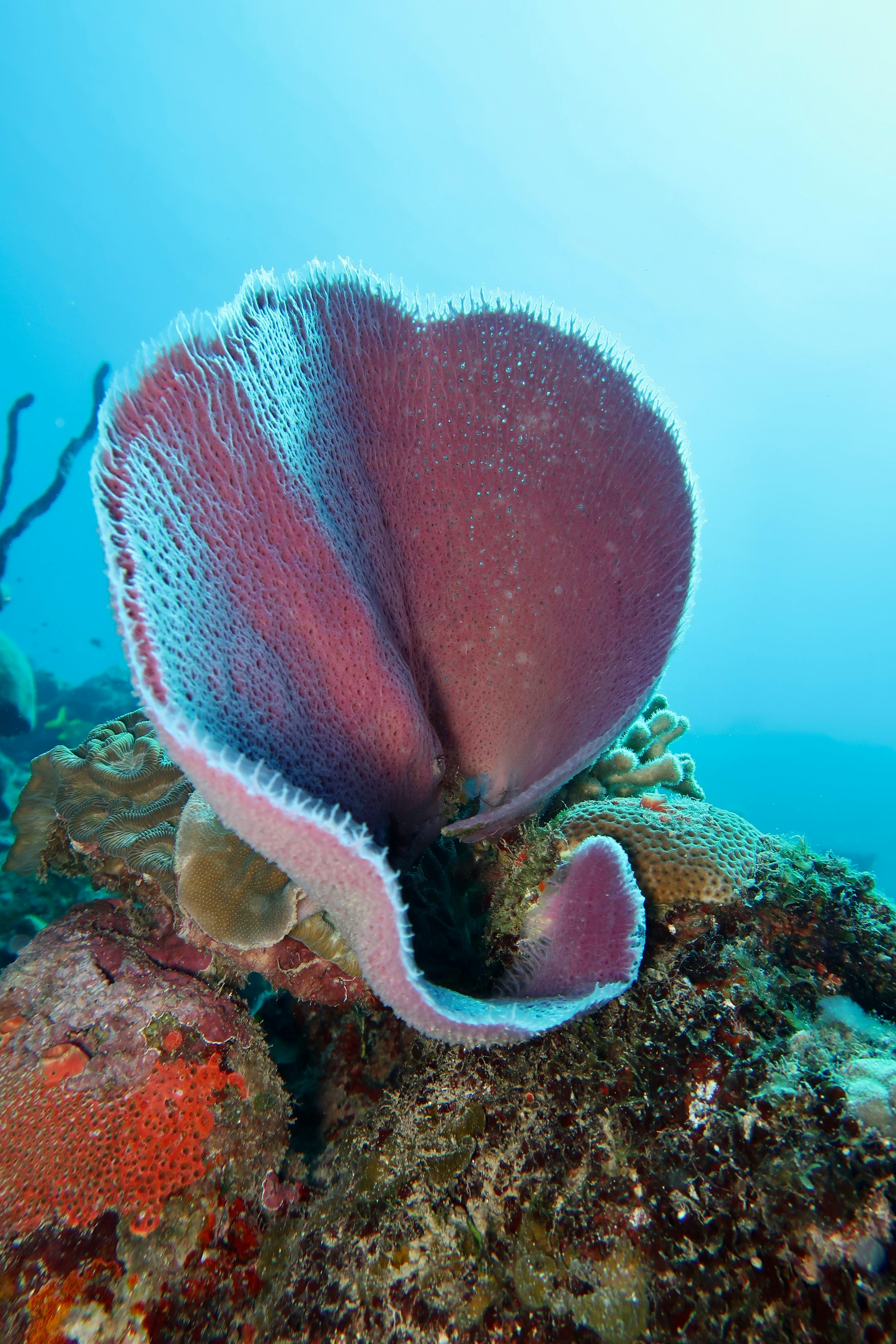 Purple Sea Sponge · Free Stock Photo