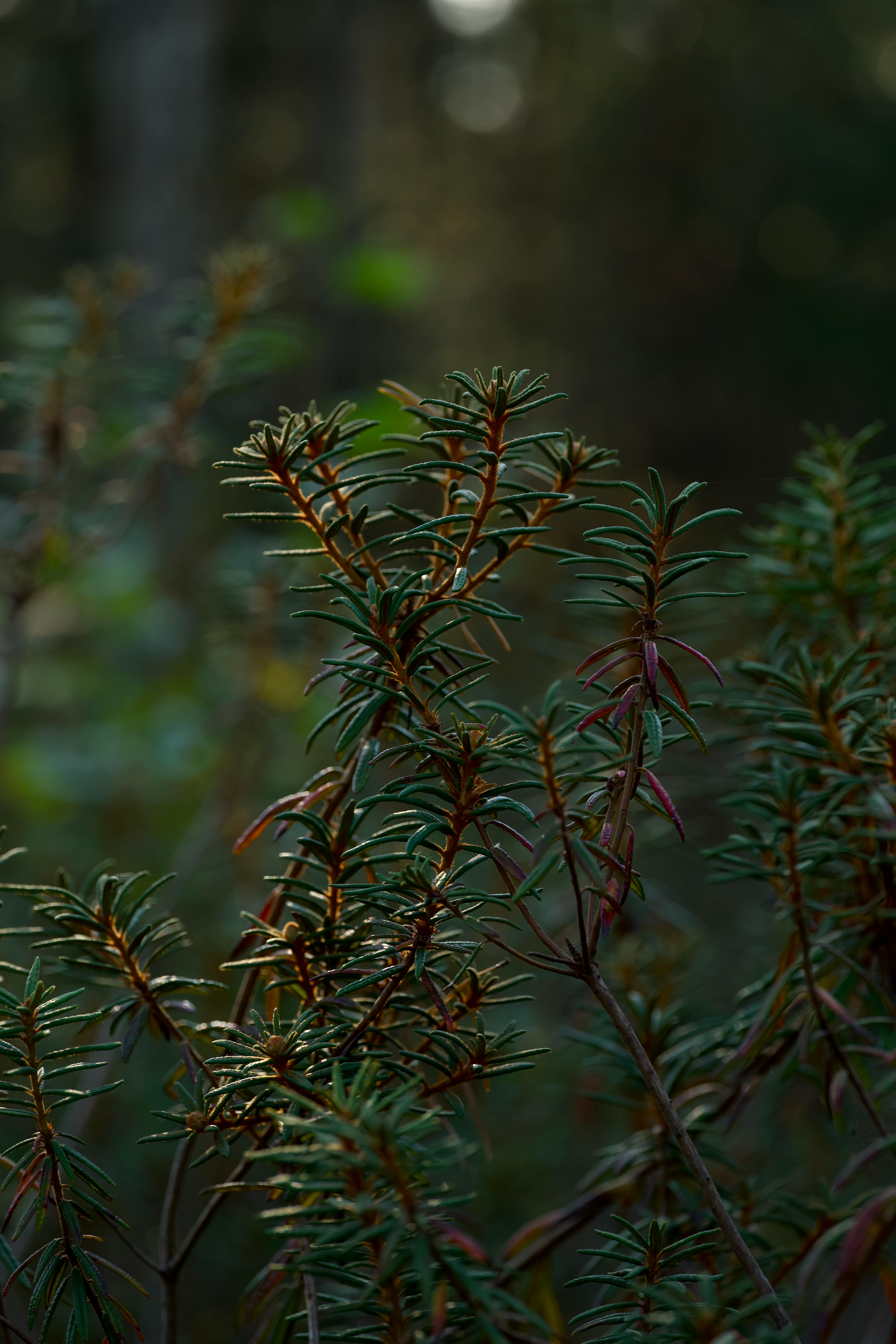 Twigs of Marsh Labrador Tea Shrub · Free Stock Photo
