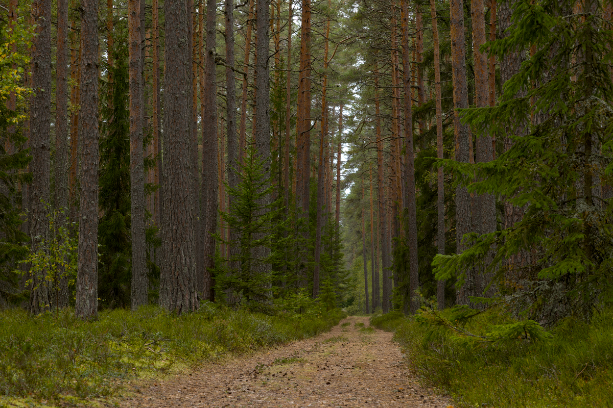Forest Trails Photos, Download The BEST Free Forest Trails Stock Photos ...