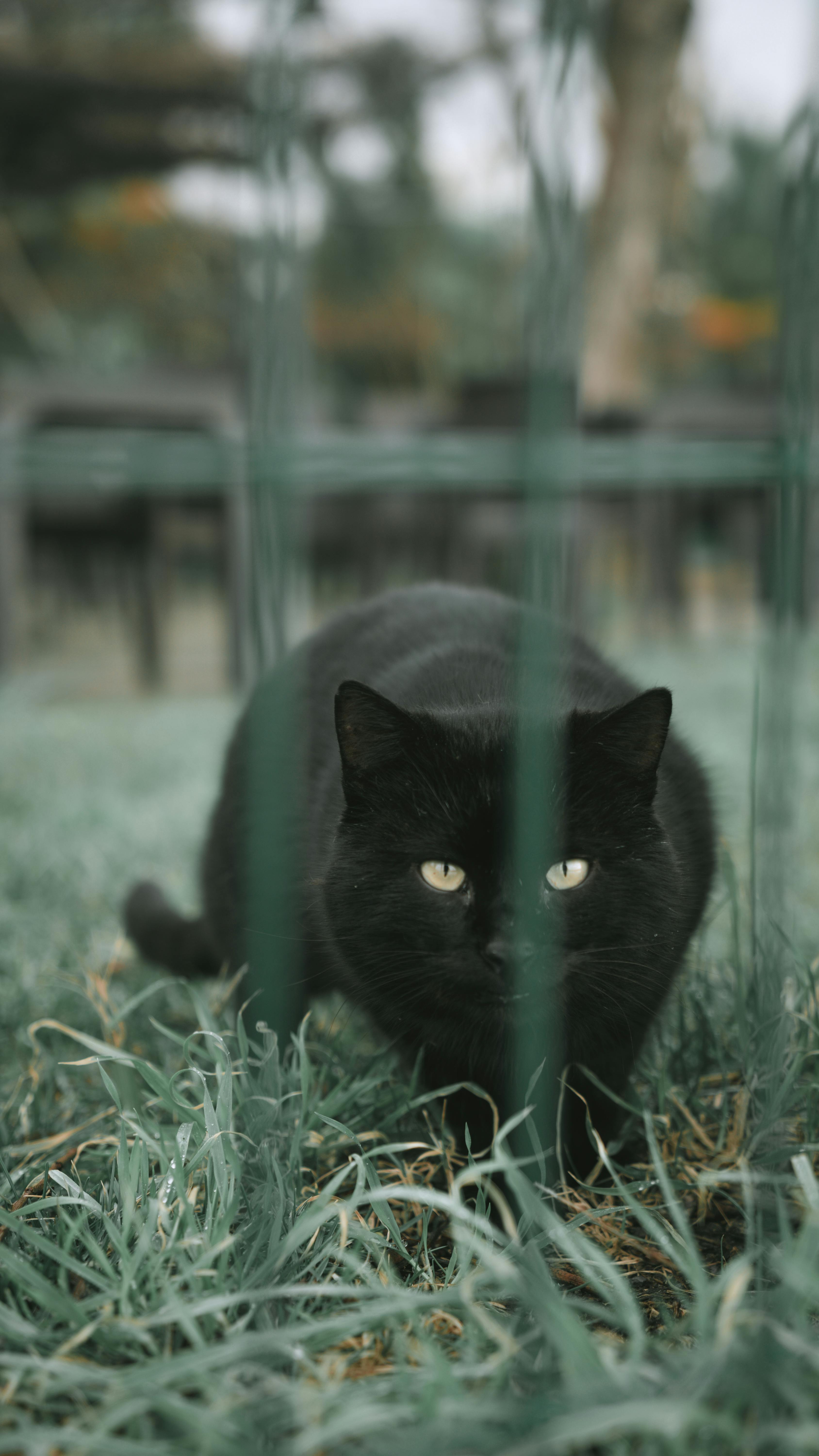Close-up of a Crouching Black Cat · Free Stock Photo