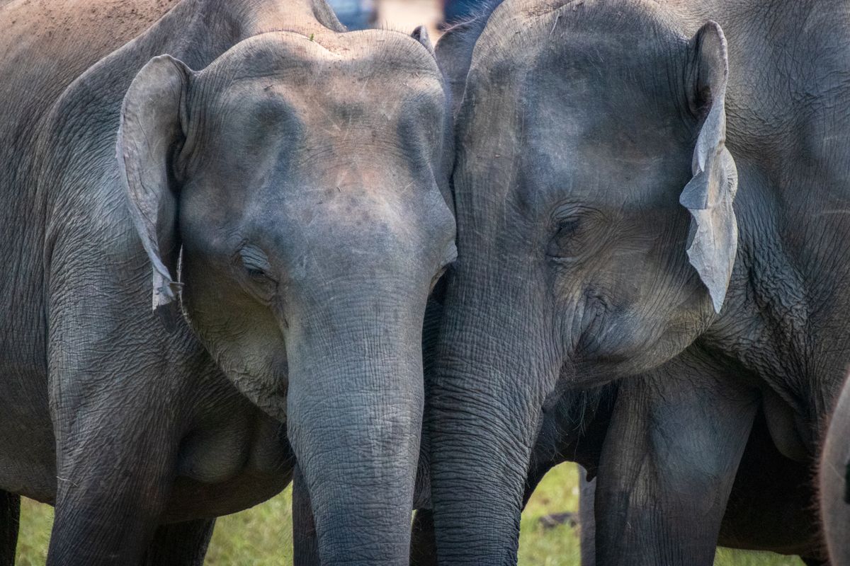 Endangered Animals Photos, Download The BEST Free Endangered Animals ...