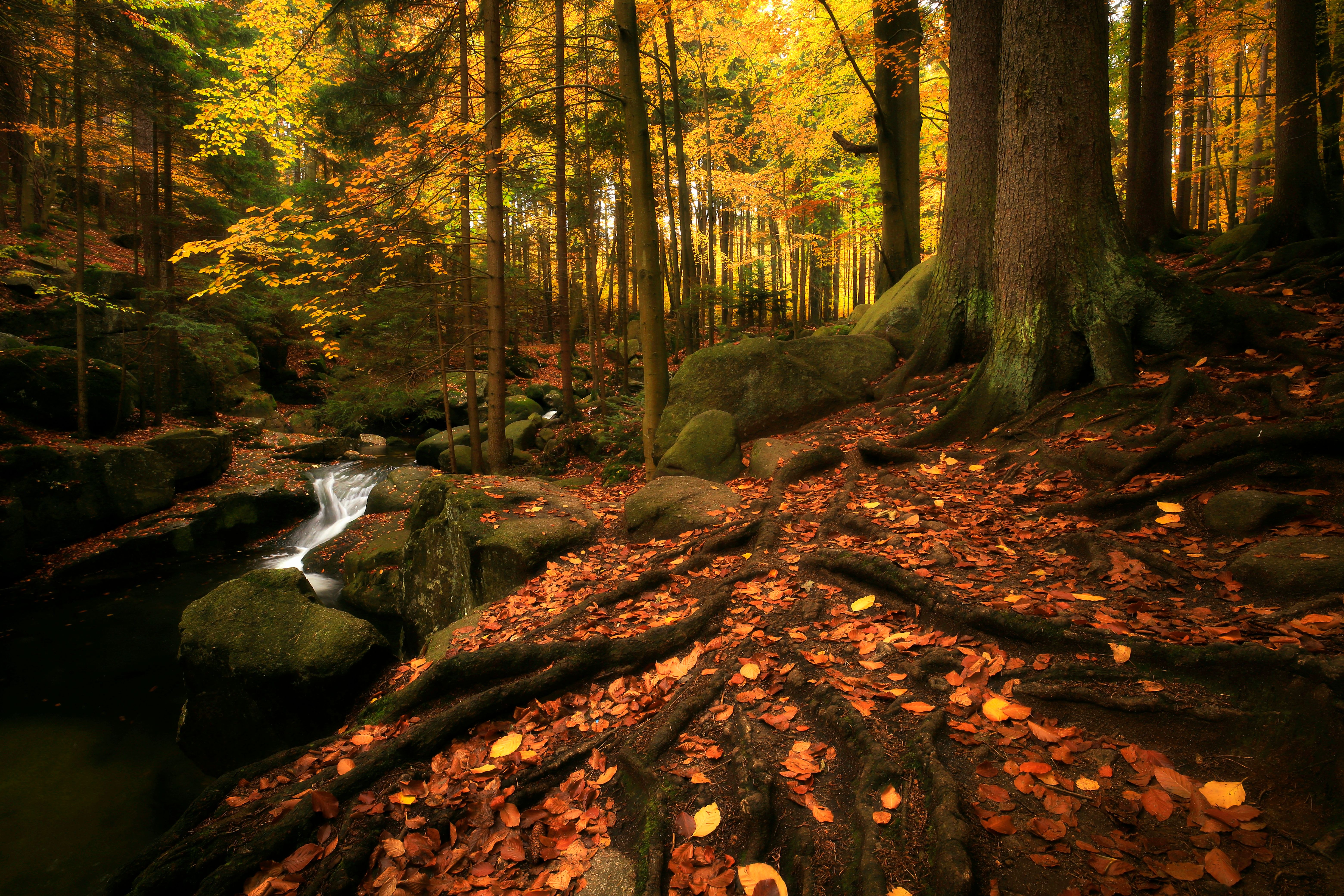 Colorful Forest in Autumn · Free Stock Photo