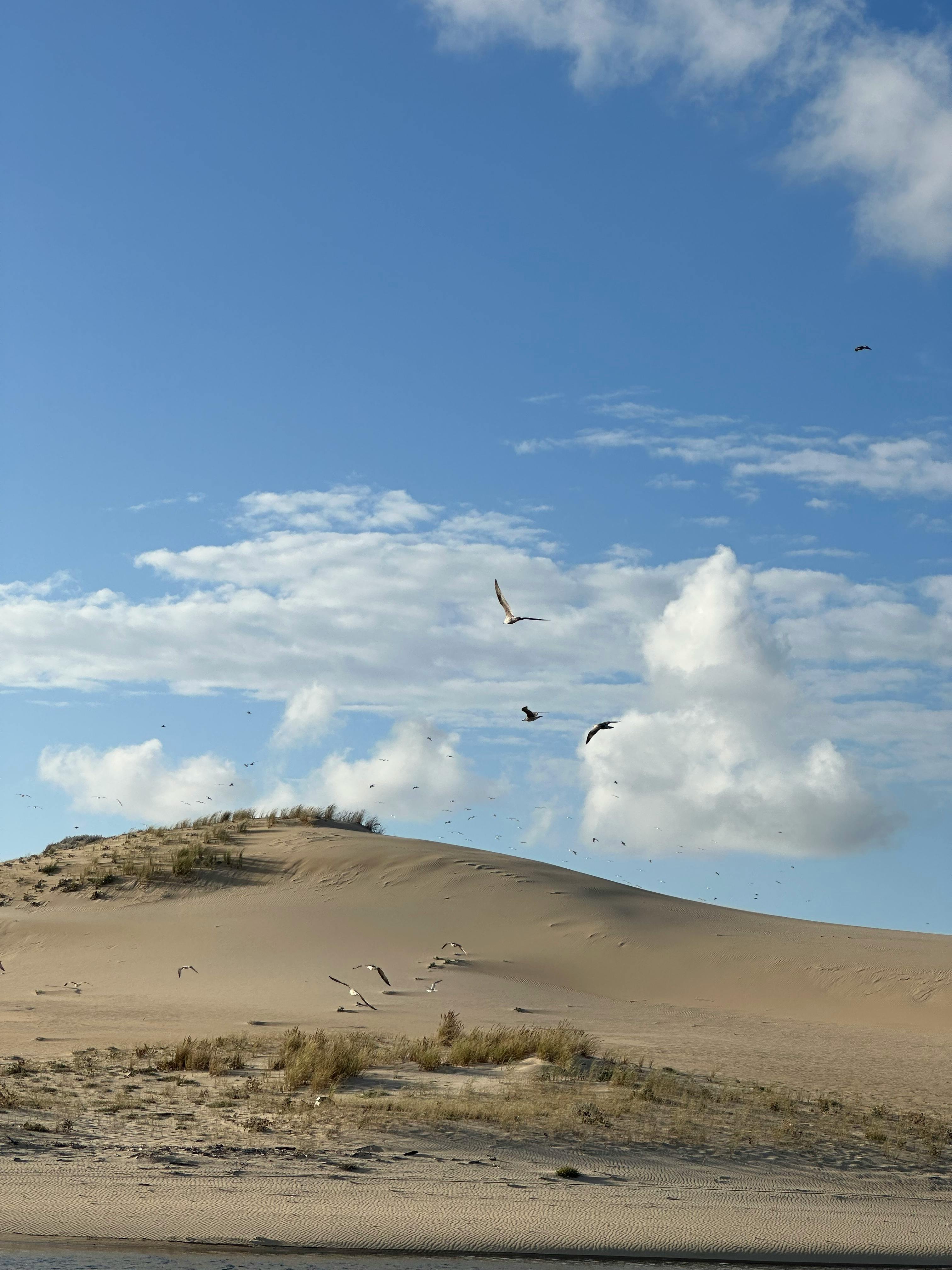 Birds Flying over a Desert · Free Stock Photo