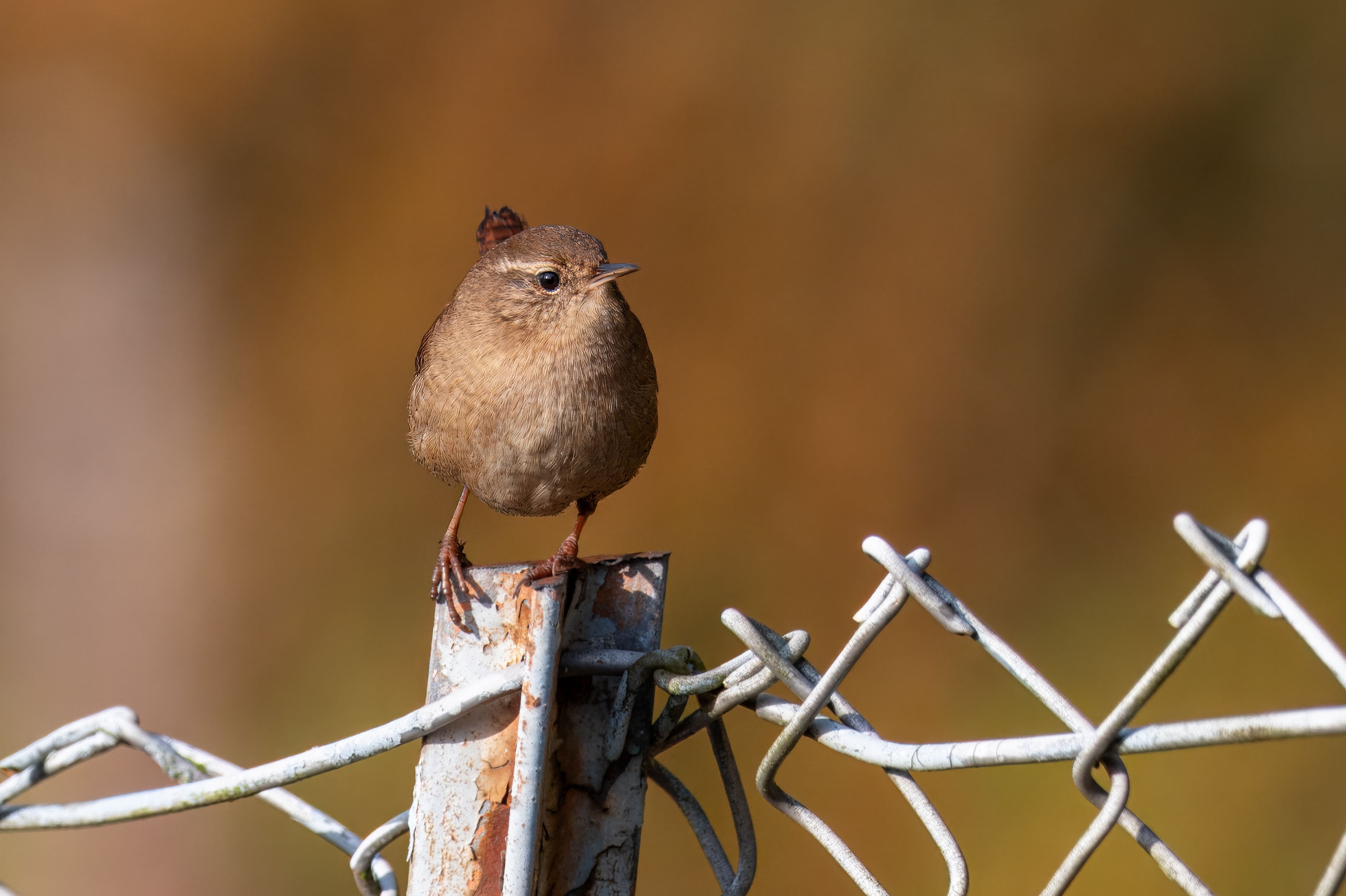 Vogel Photos, Download The BEST Free Vogel Stock Photos & HD Images