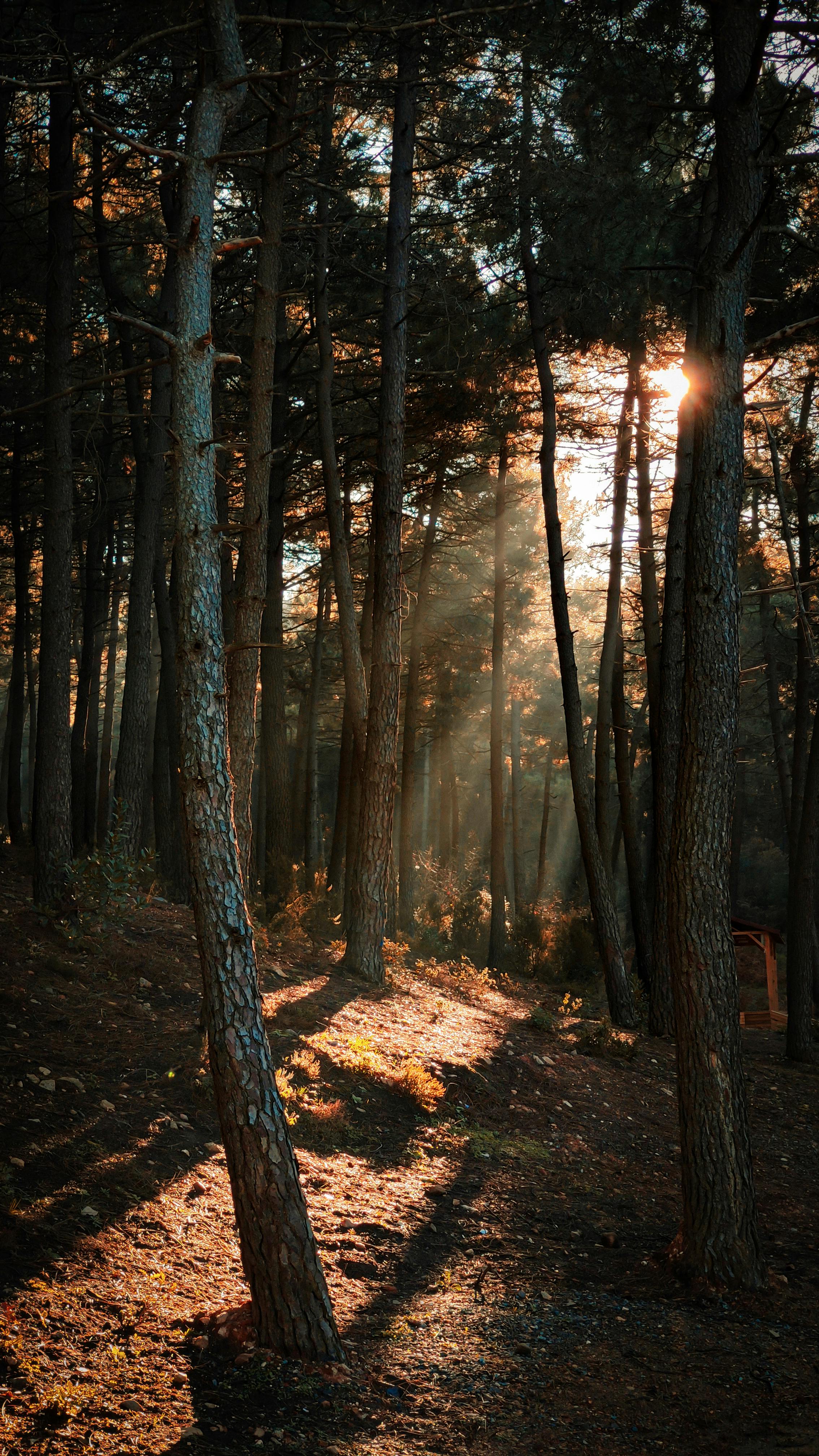 Trees in Forest at Sunset · Free Stock Photo