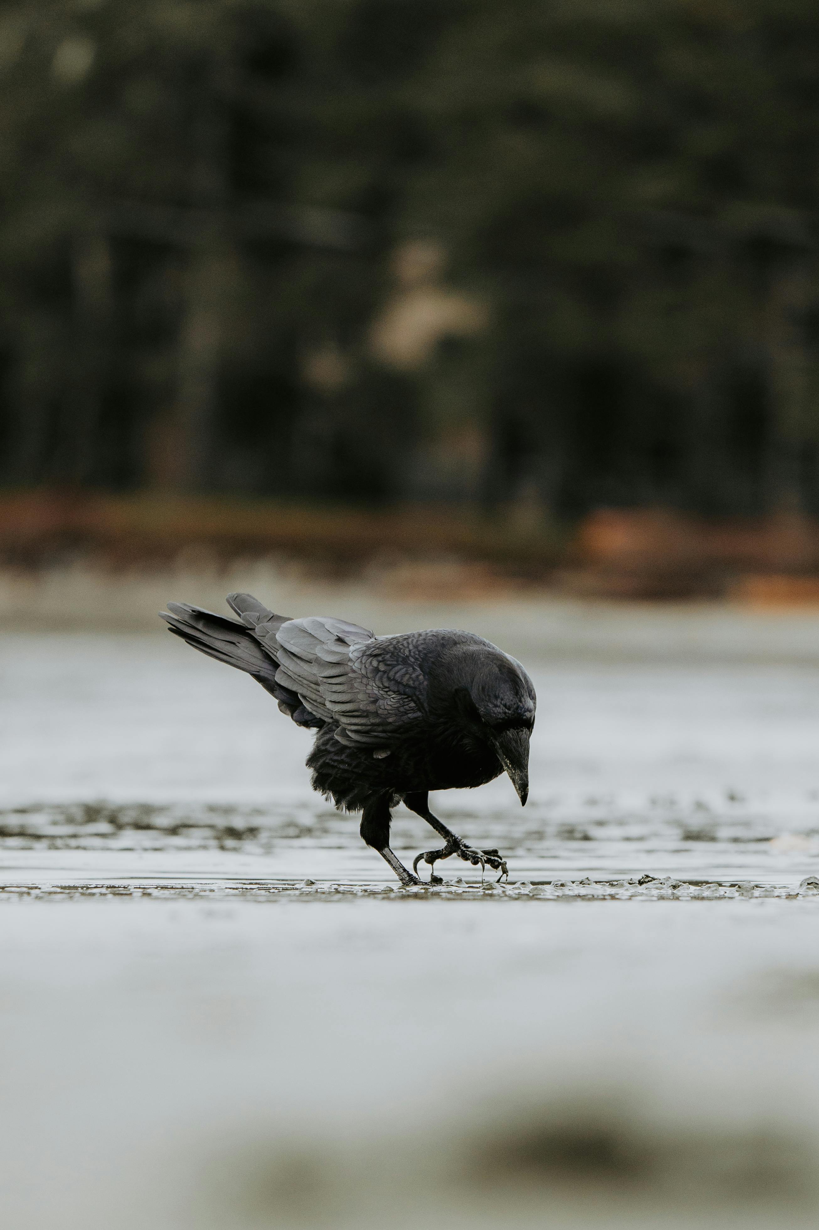 Water Crow Photos, Download The BEST Free Water Crow Stock Photos & HD ...