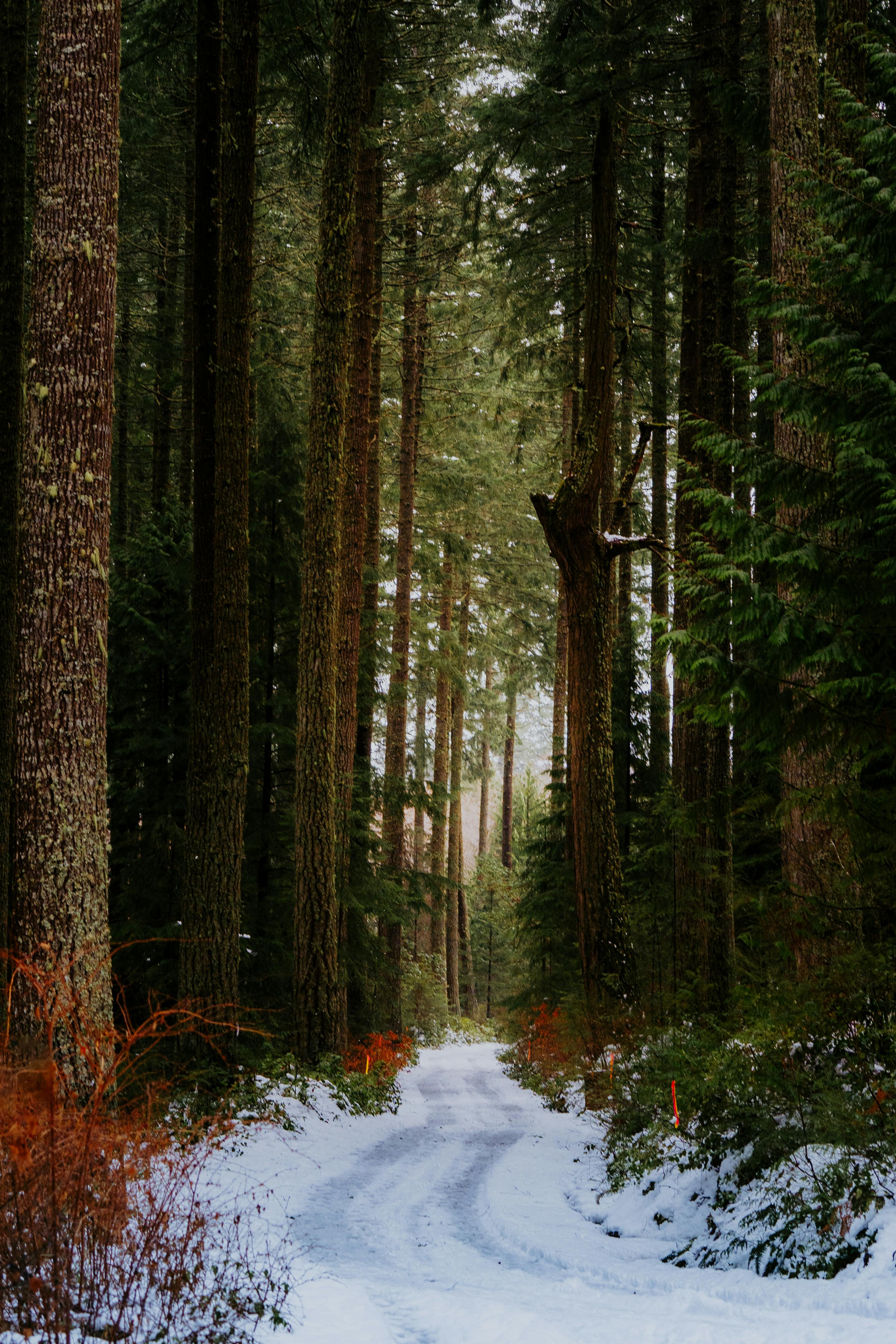 Snowy Trail in Forest · Free Stock Photo