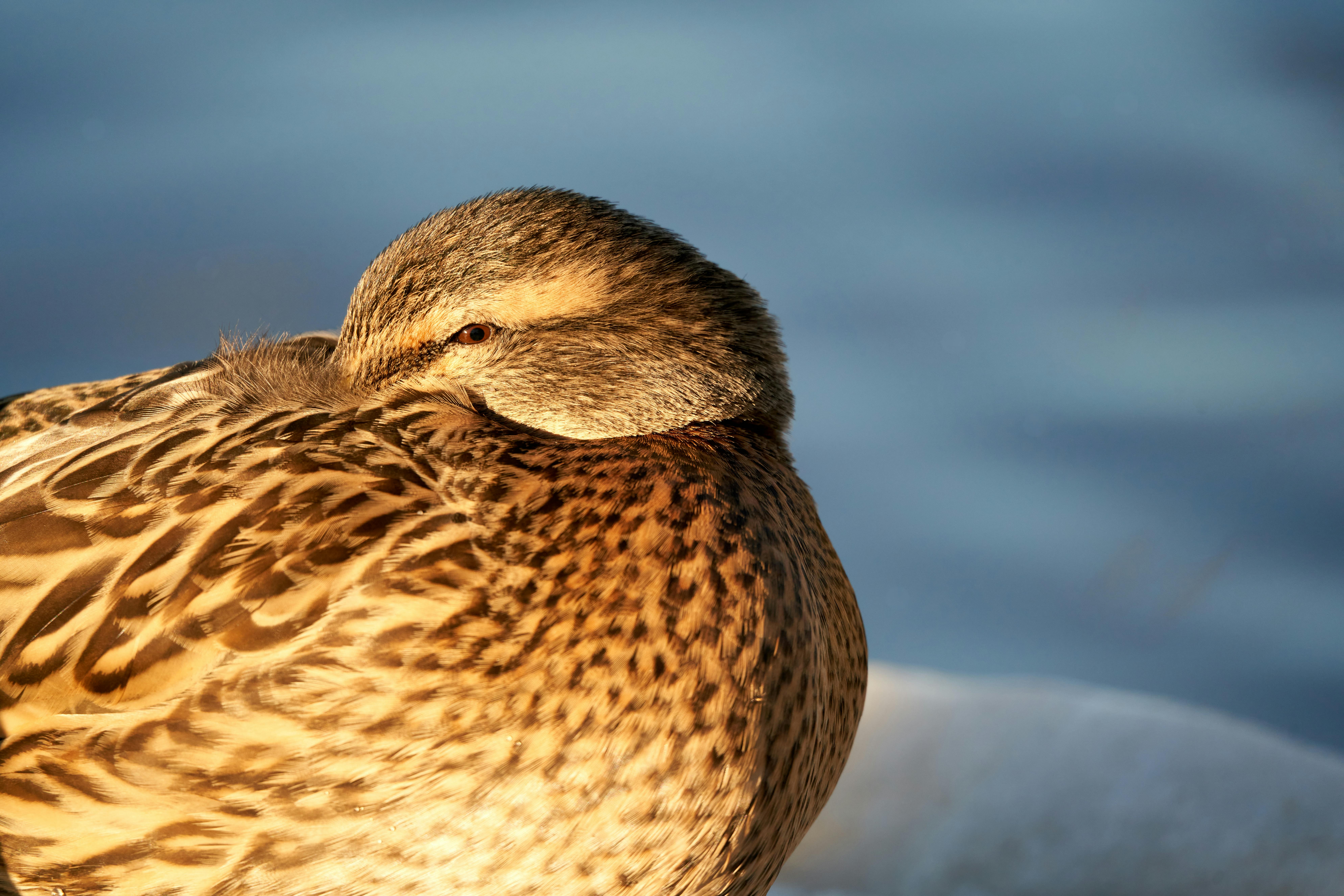 Female duck is sleeping with one eye open in the warm winter sunset ...