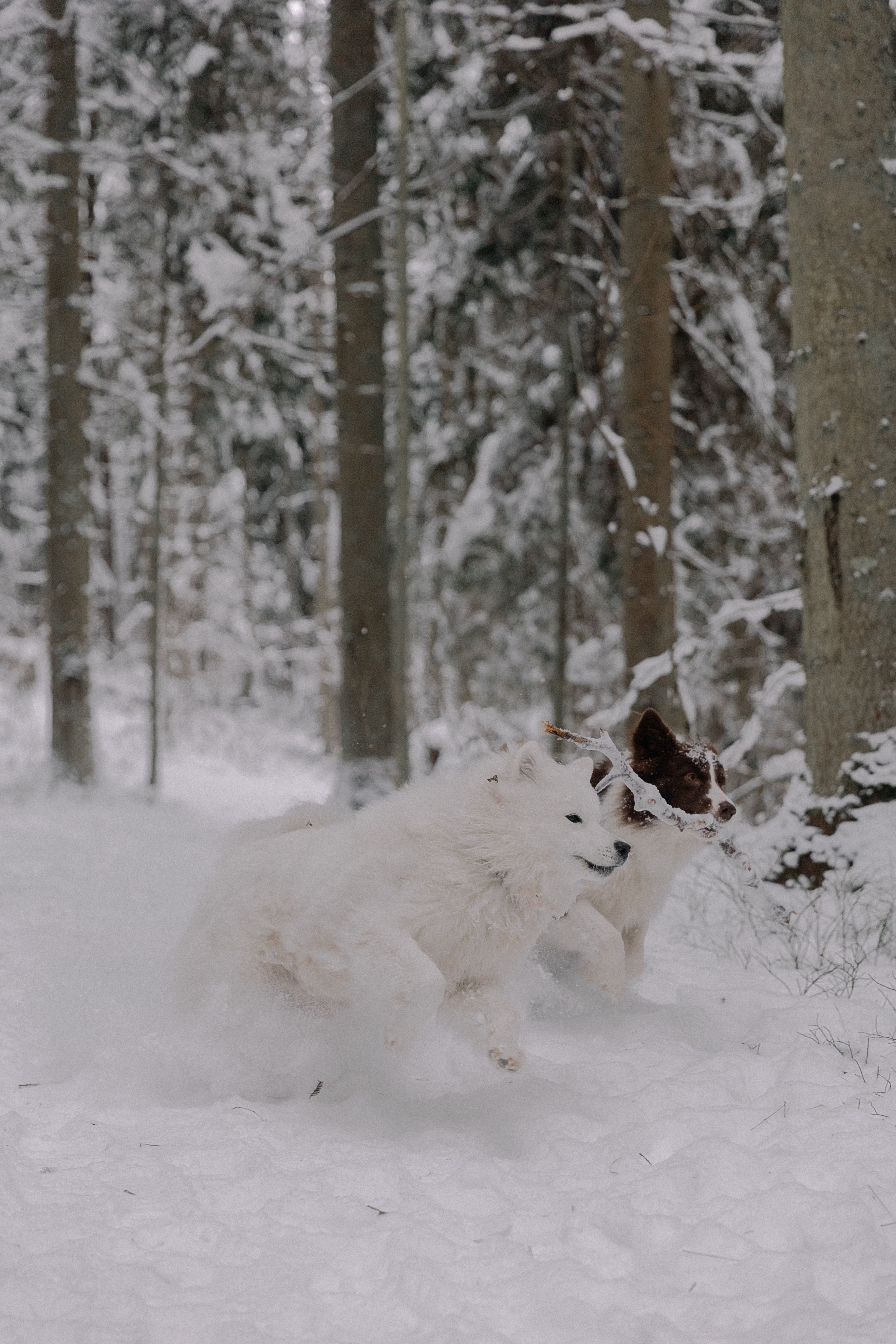 Dogs Running in a Snowy Forest · Free Stock Photo