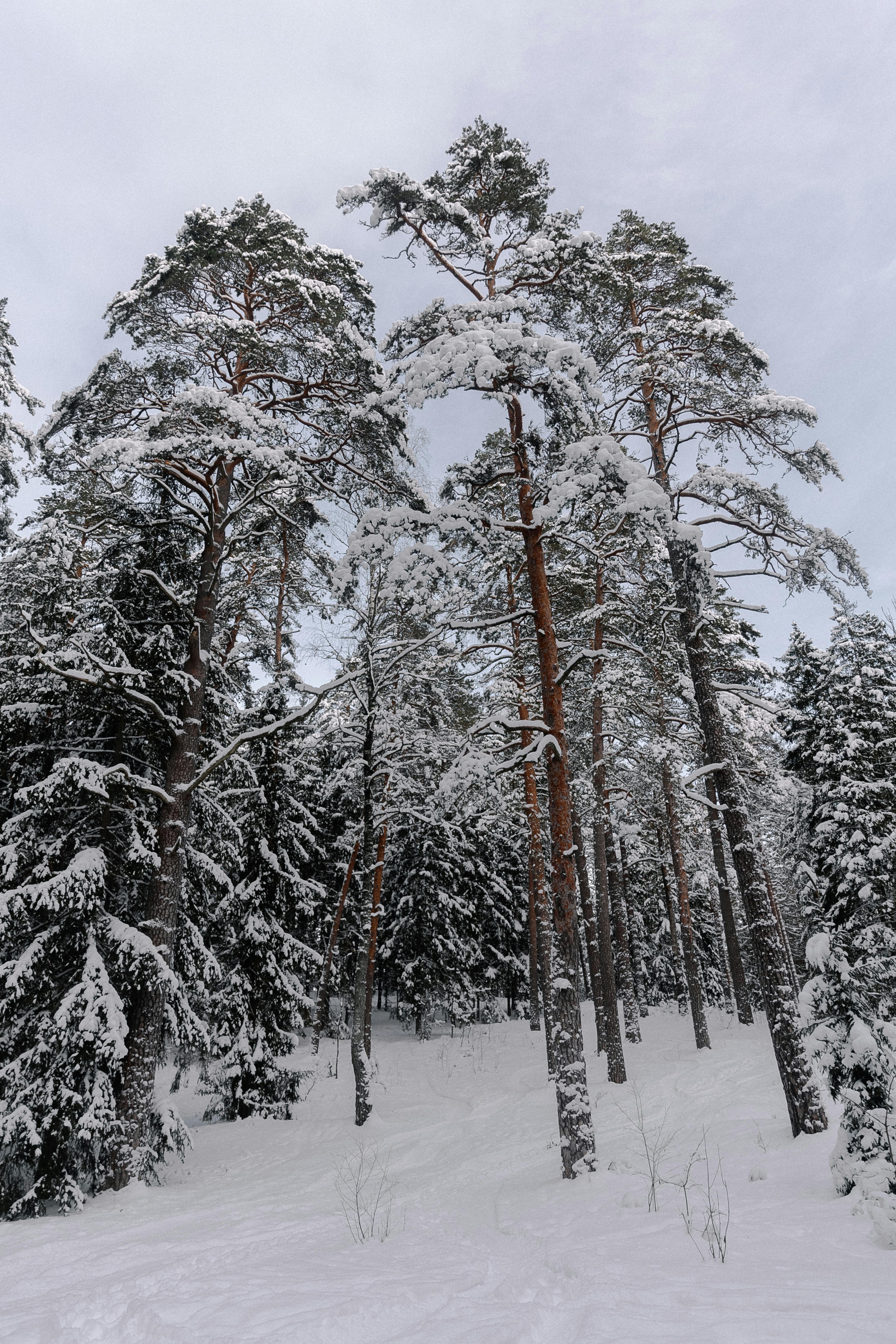 Conifer Trees In The Woods In Winter · Free Stock Photo