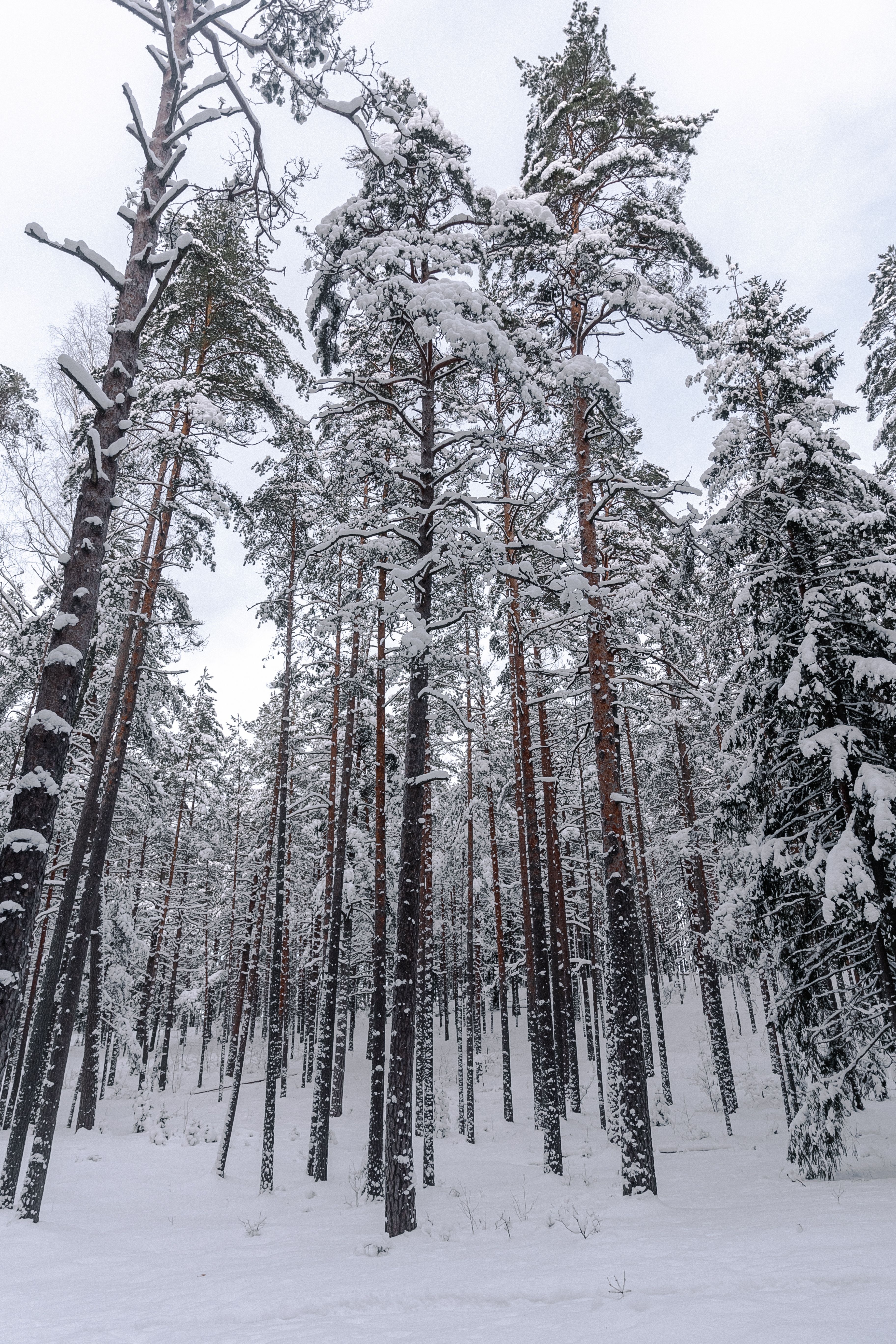 A snowy forest with tall trees and snow · Free Stock Photo