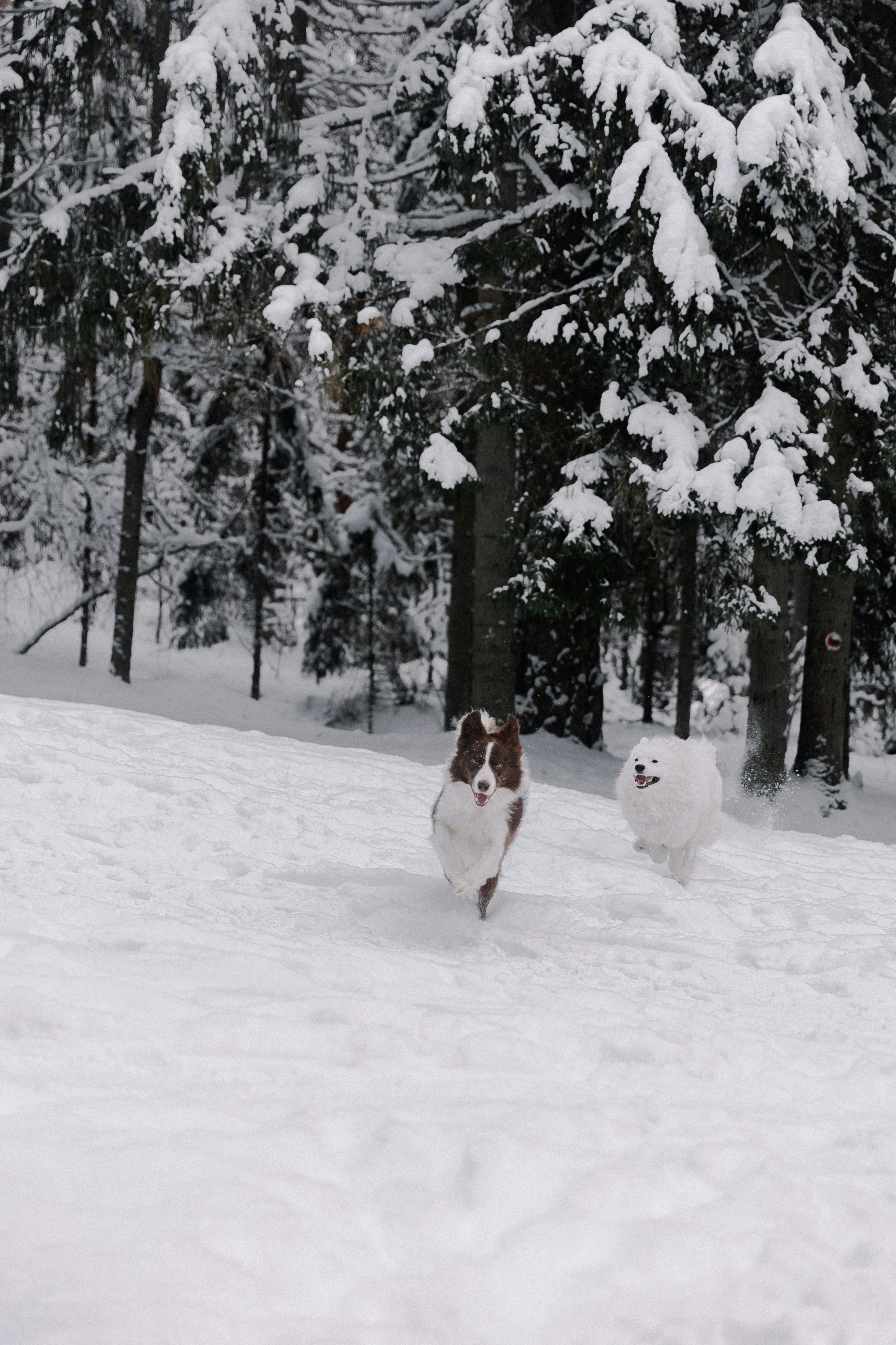 Two dogs running through the snow in the woods · Free Stock Photo
