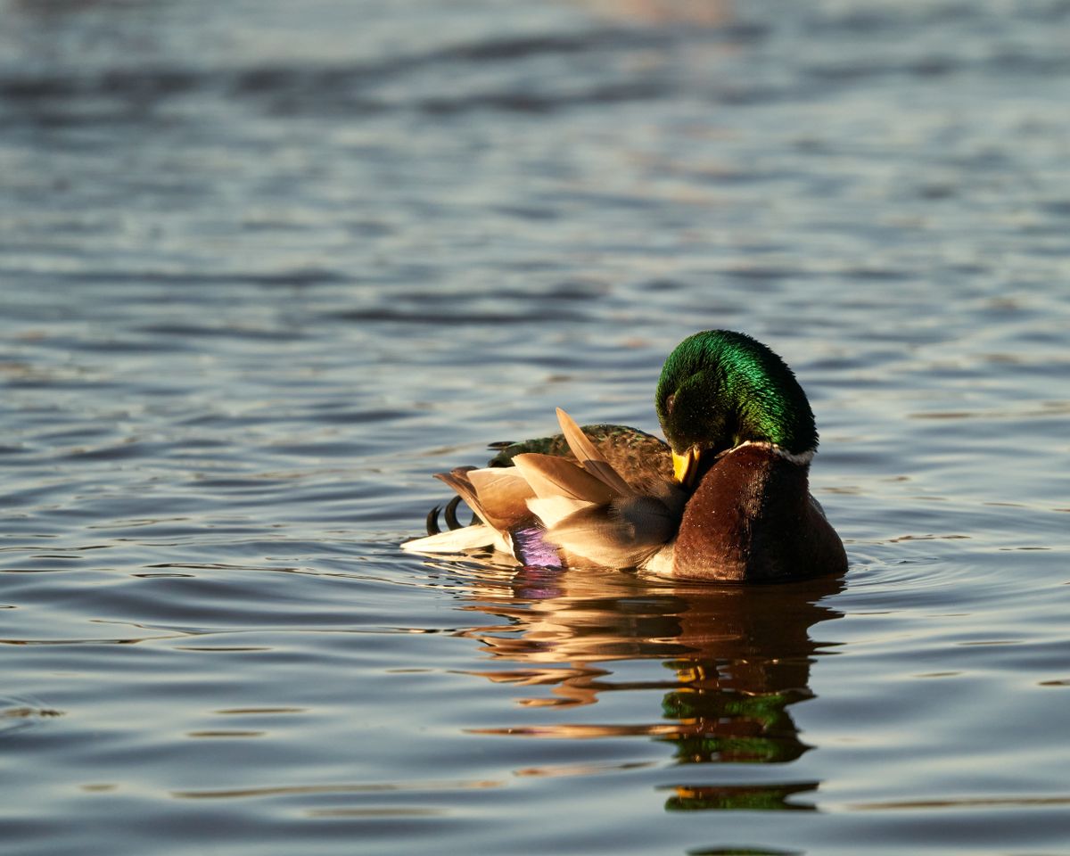 Bath Duck Photos, Download The BEST Free Bath Duck Stock Photos & HD Images