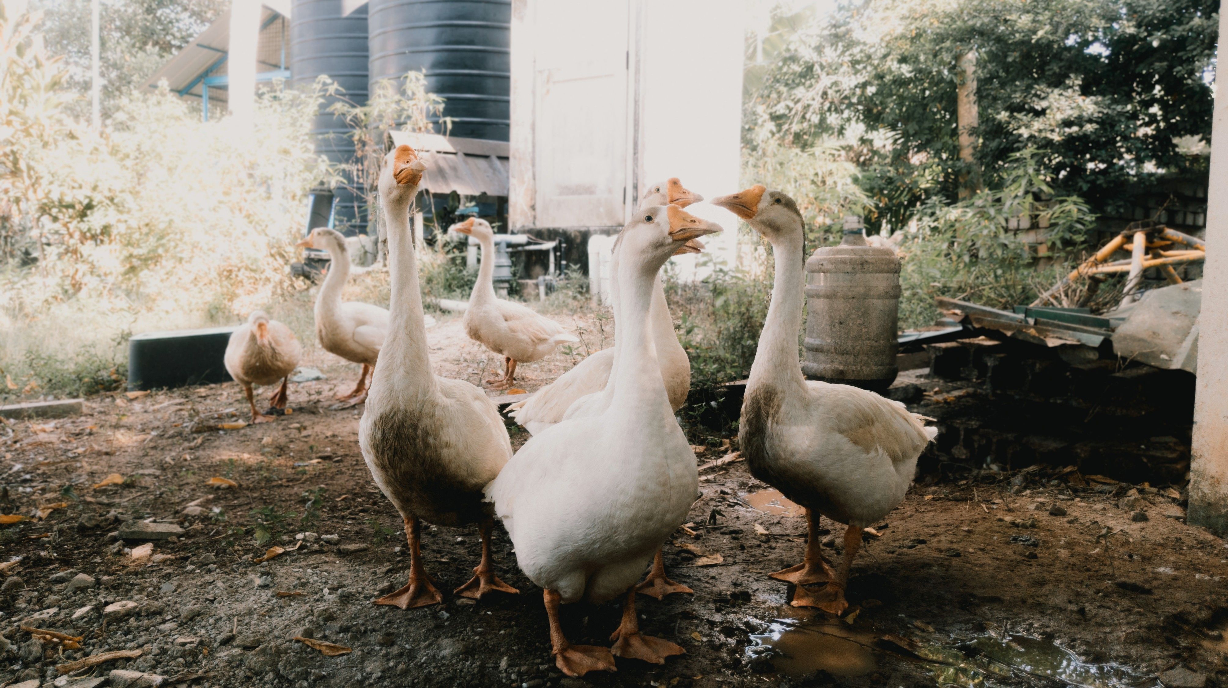 Bird Family Photos, Download The BEST Free Bird Family Stock Photos ...