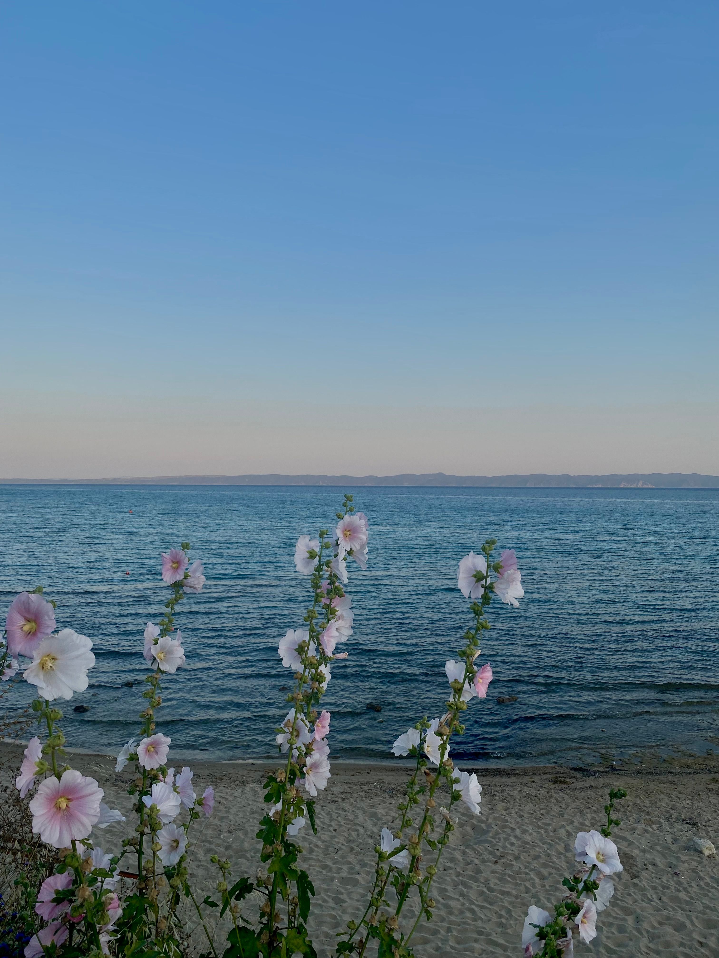 Flowers over Beach on Sea Shore · Free Stock Photo