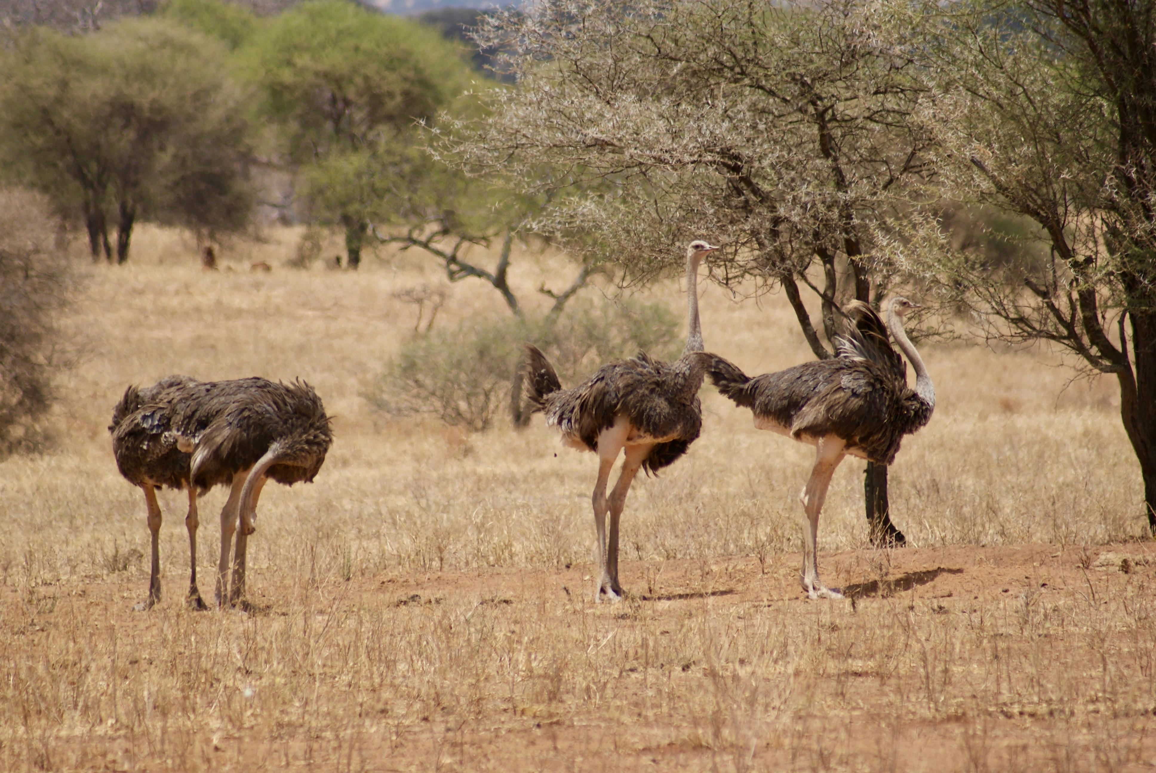 Ostriches in Nature · Free Stock Photo