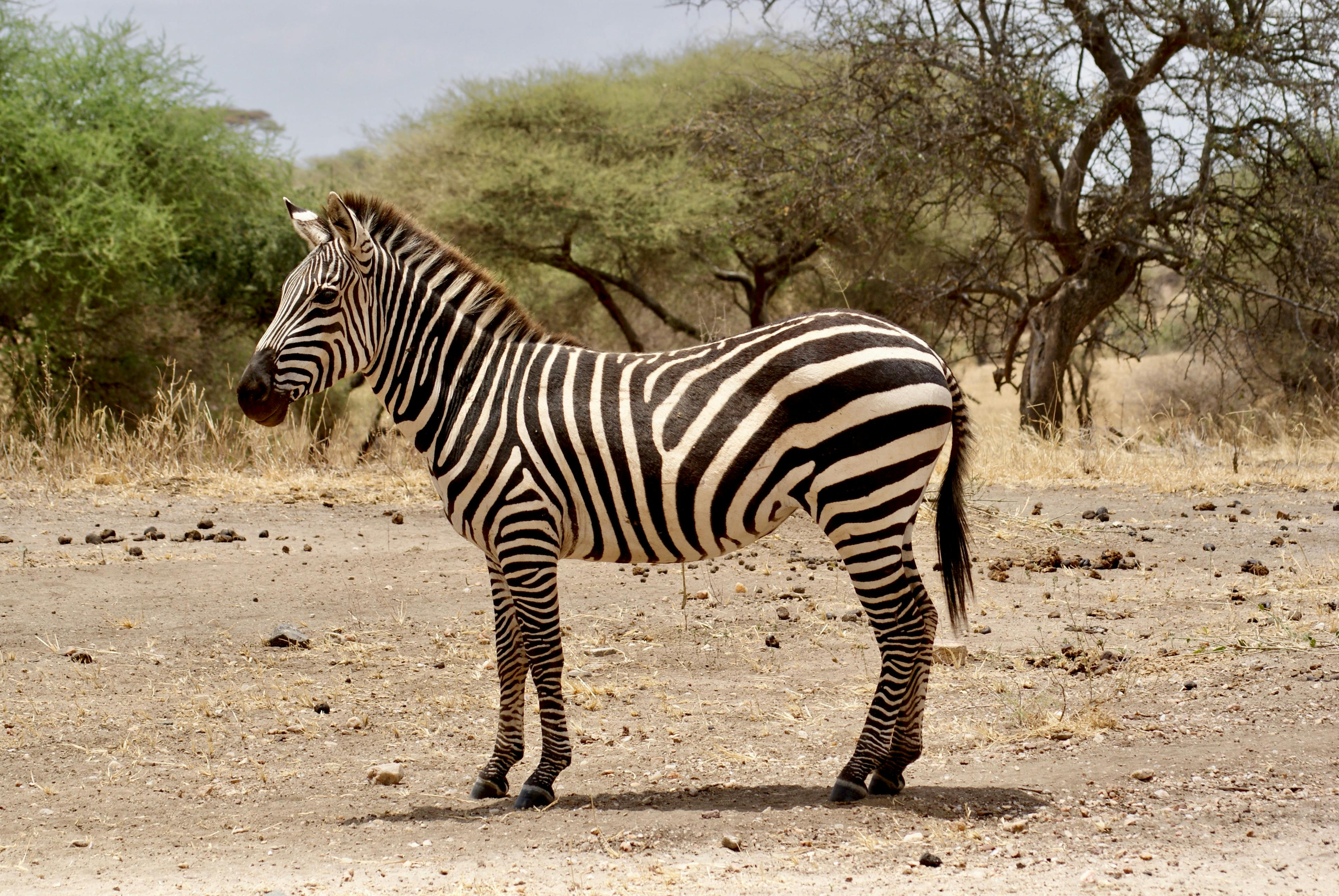 Zebra in Nature · Free Stock Photo