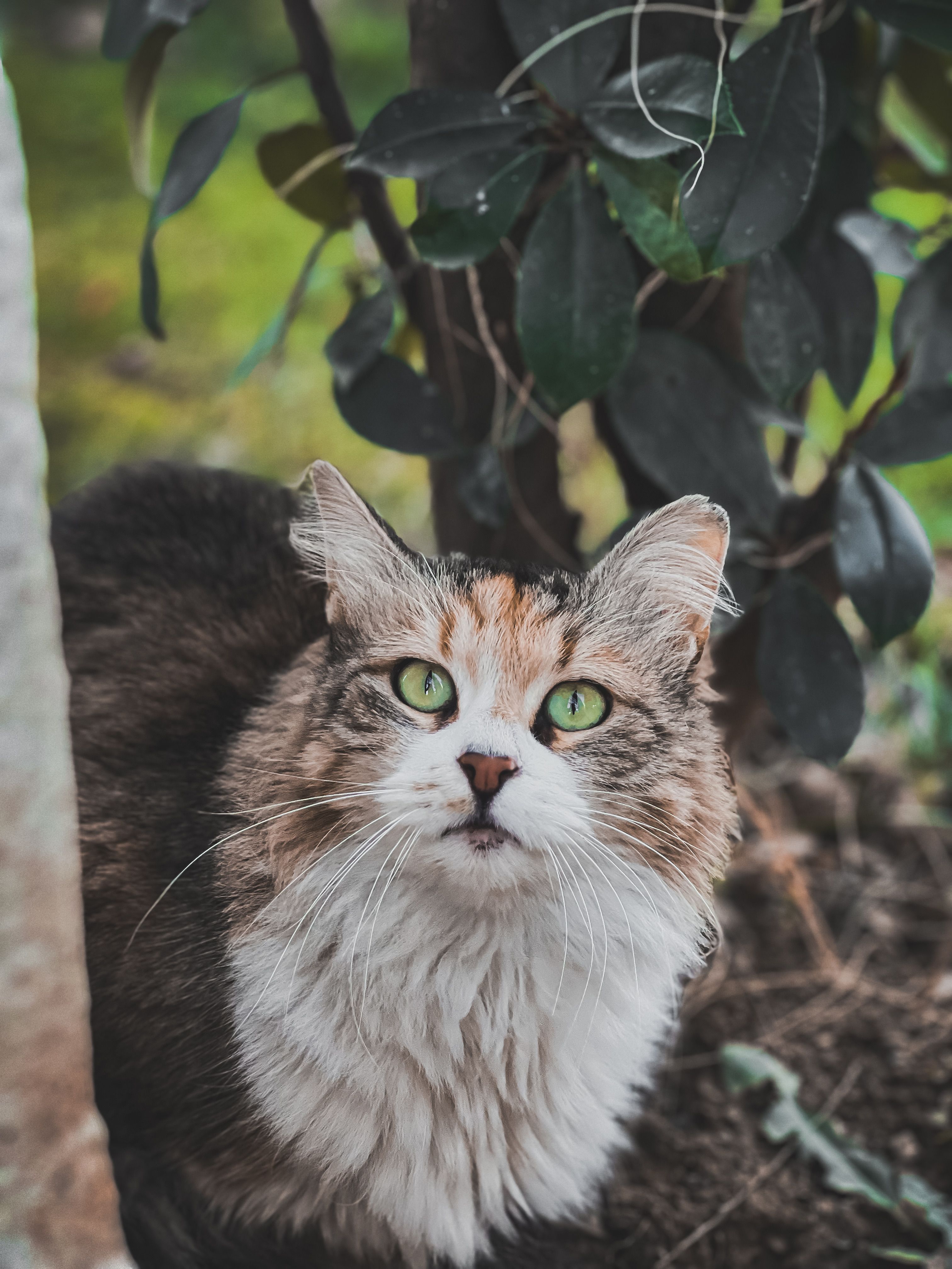 Meetoo Photos, Download The BEST Free Meetoo Stock Photos & HD Images